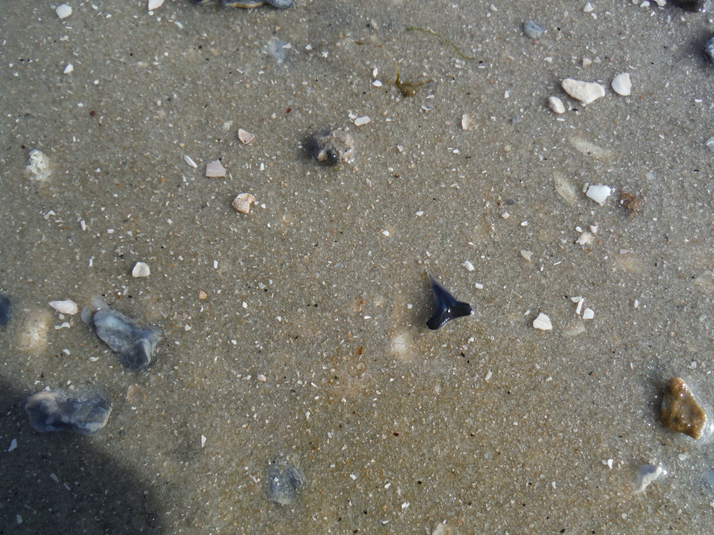 How to Find Shark Teeth : 10 Steps (with Pictures) - Instructables