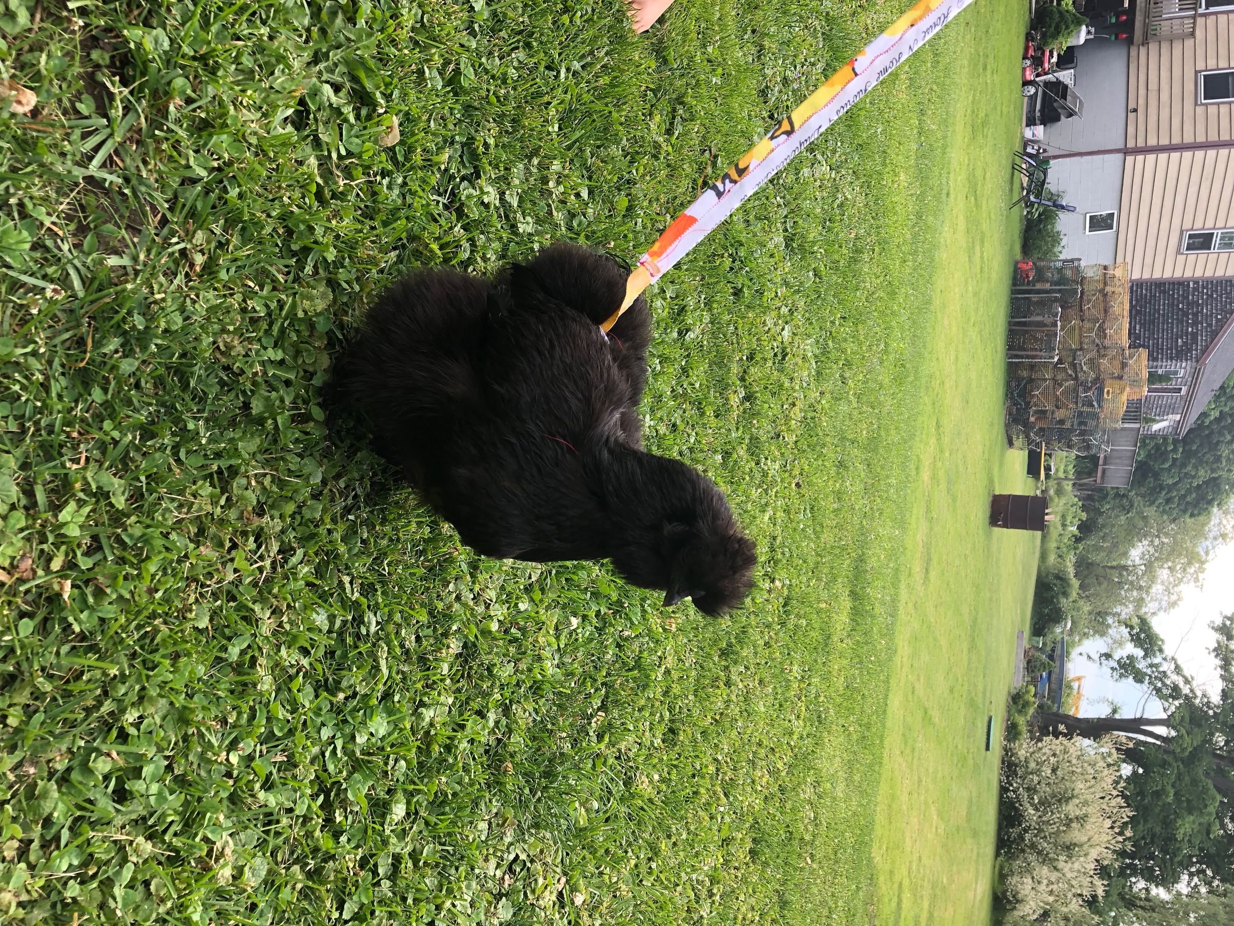 DIY Chicken Harness : 5 Steps - Instructables