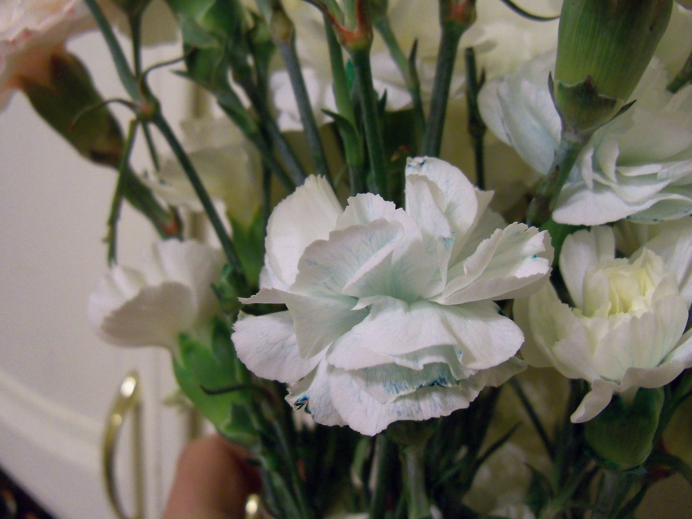 Make Multicolored Carnations . . . With Science! : 5 Steps (with ...