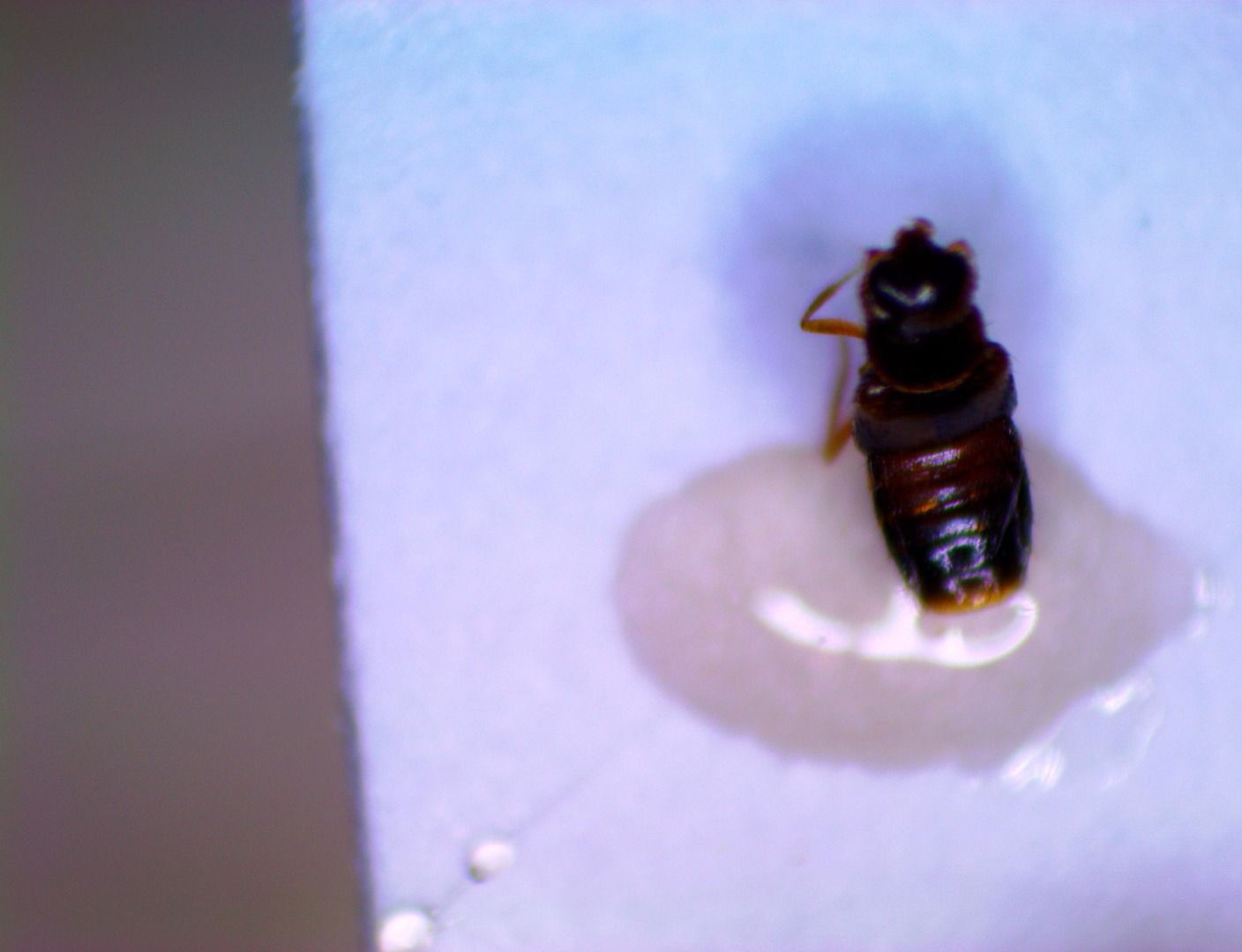 Beetle Dissection and Mounting : 8 Steps (with Pictures) - Instructables