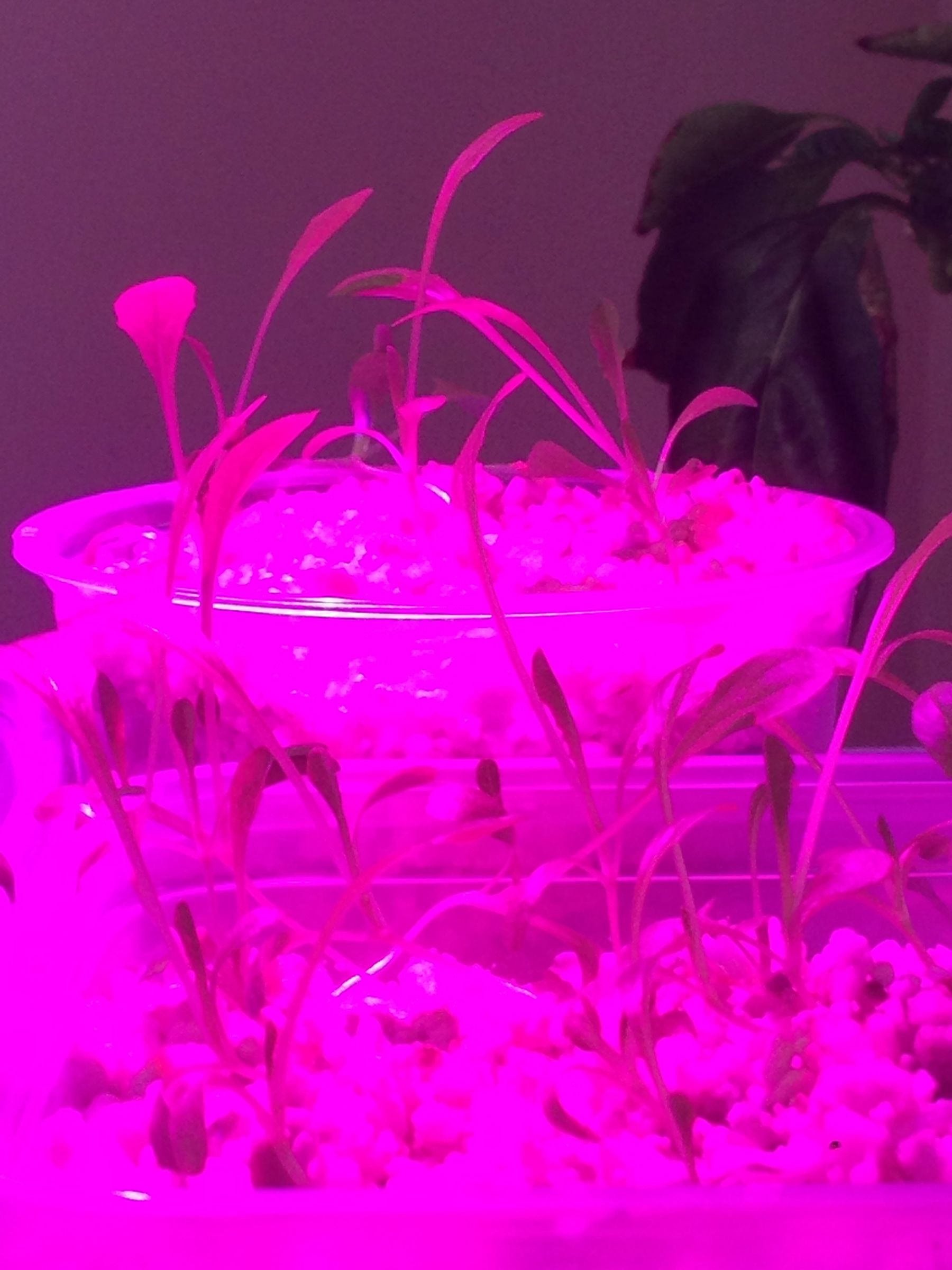 LED Grow Light Using Illumitex Surexi F1 LEDs : 5 Steps (with Pictures ...