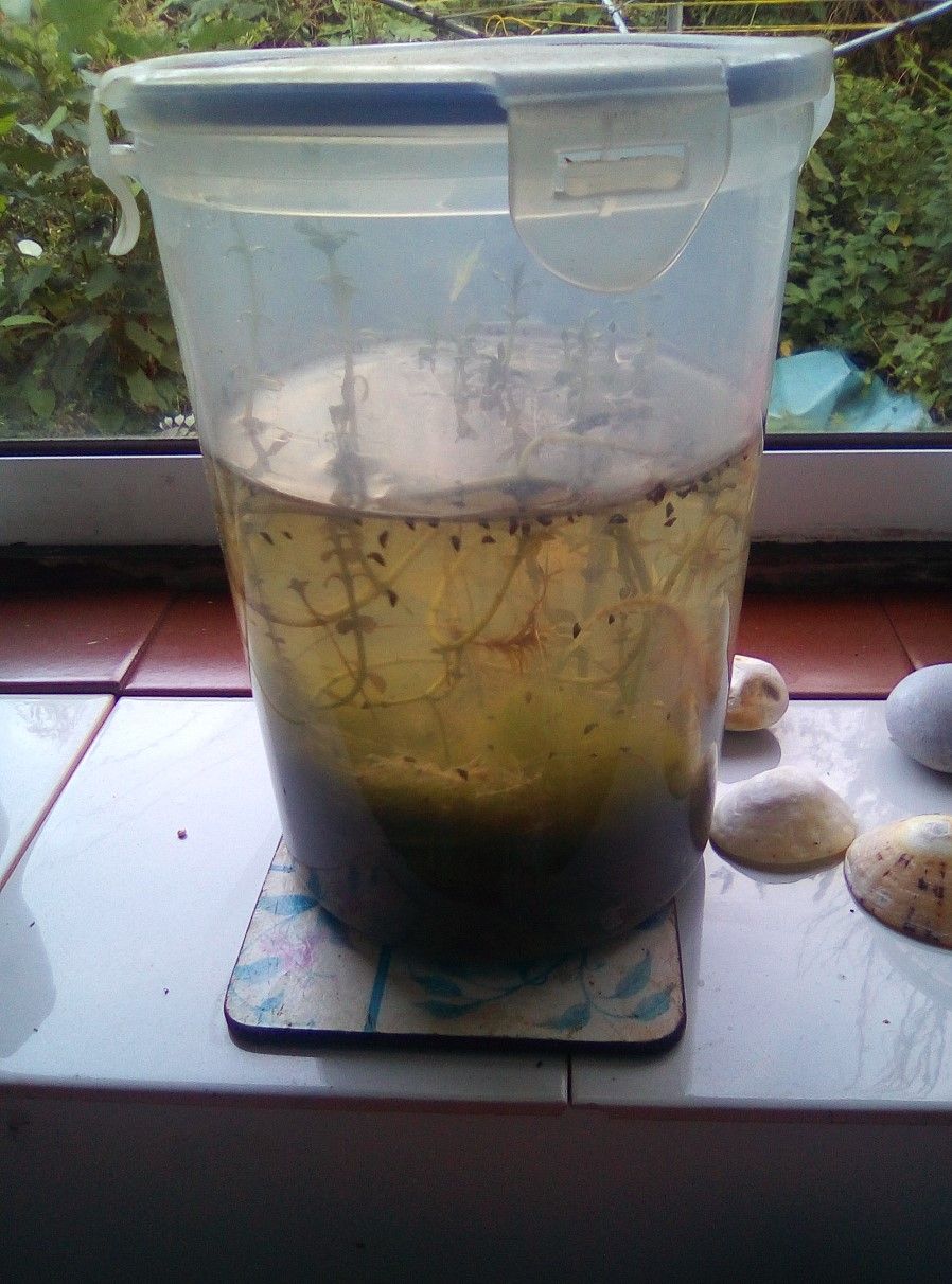 Build an Aquatic Ecosphere : 9 Steps - Instructables