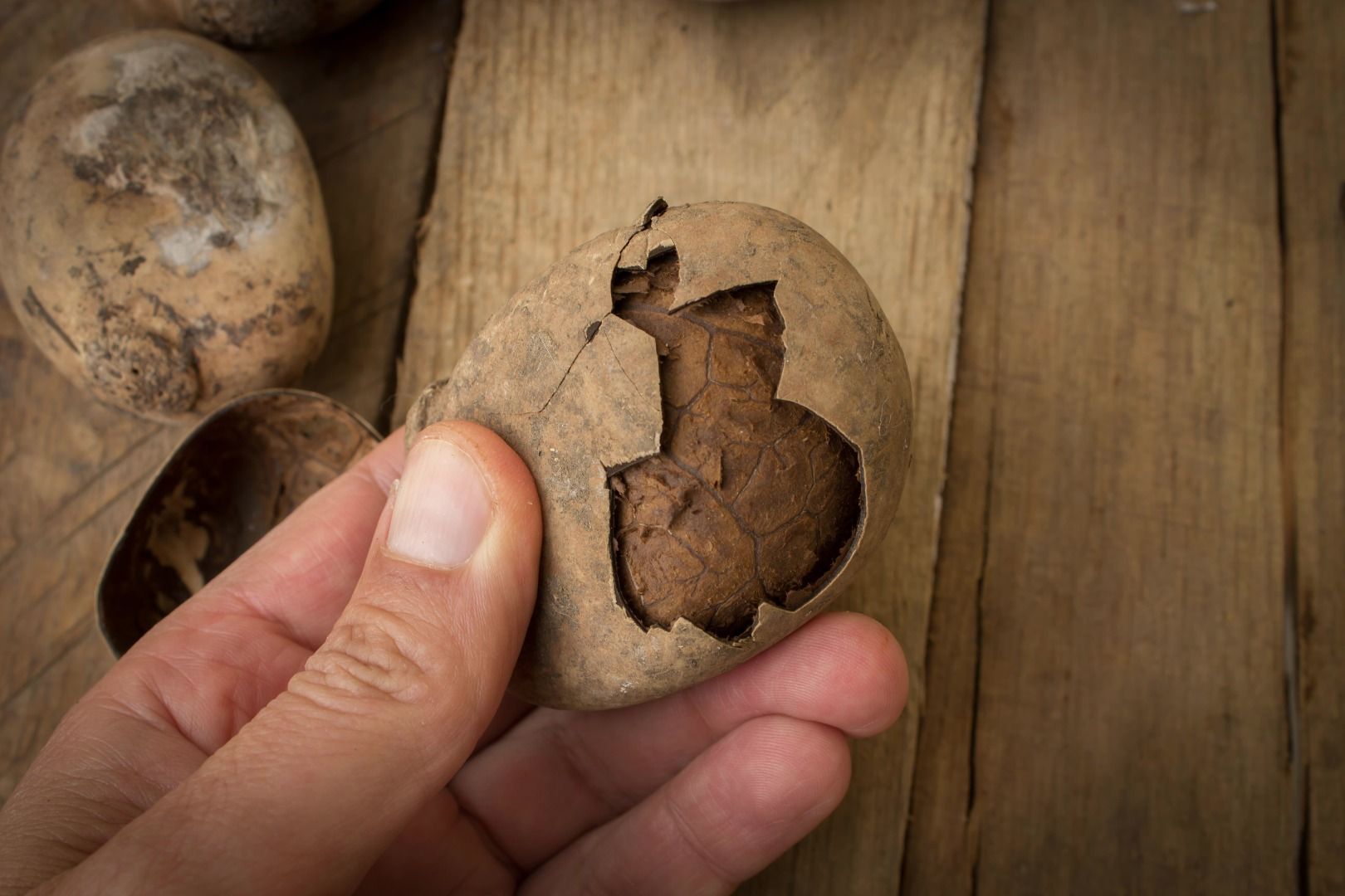 Carved Vegetable Ivory (Tagua) Bracelet : 16 Steps (with Pictures ...