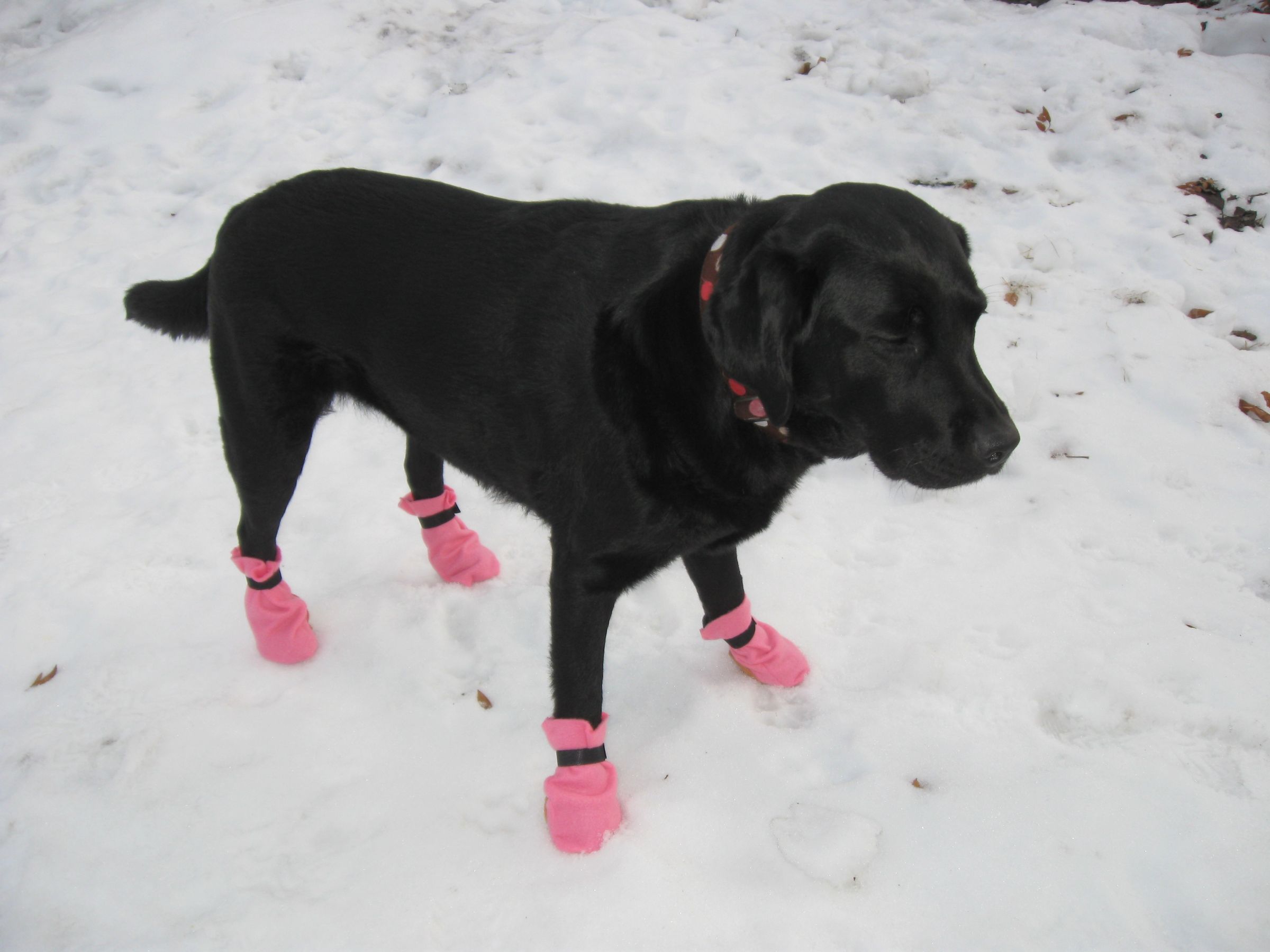 10 Minute Dog Boots : 5 Steps (with Pictures) - Instructables