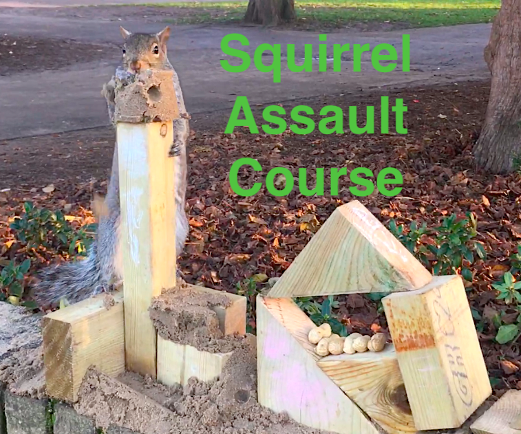 The Squirrel Games - a Battle of Wits, Daring and Nuts : 7 Steps (with ...