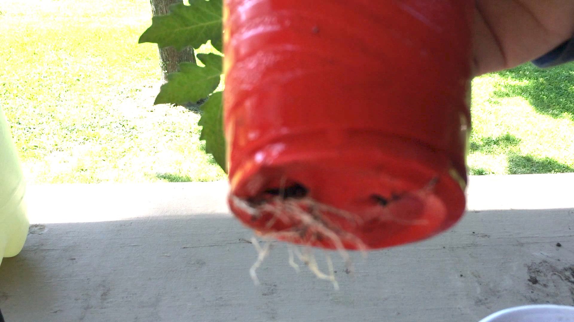 Transform Ordinary Solo Cups Into a Hybrid Hydroponic/Soil Plant ...
