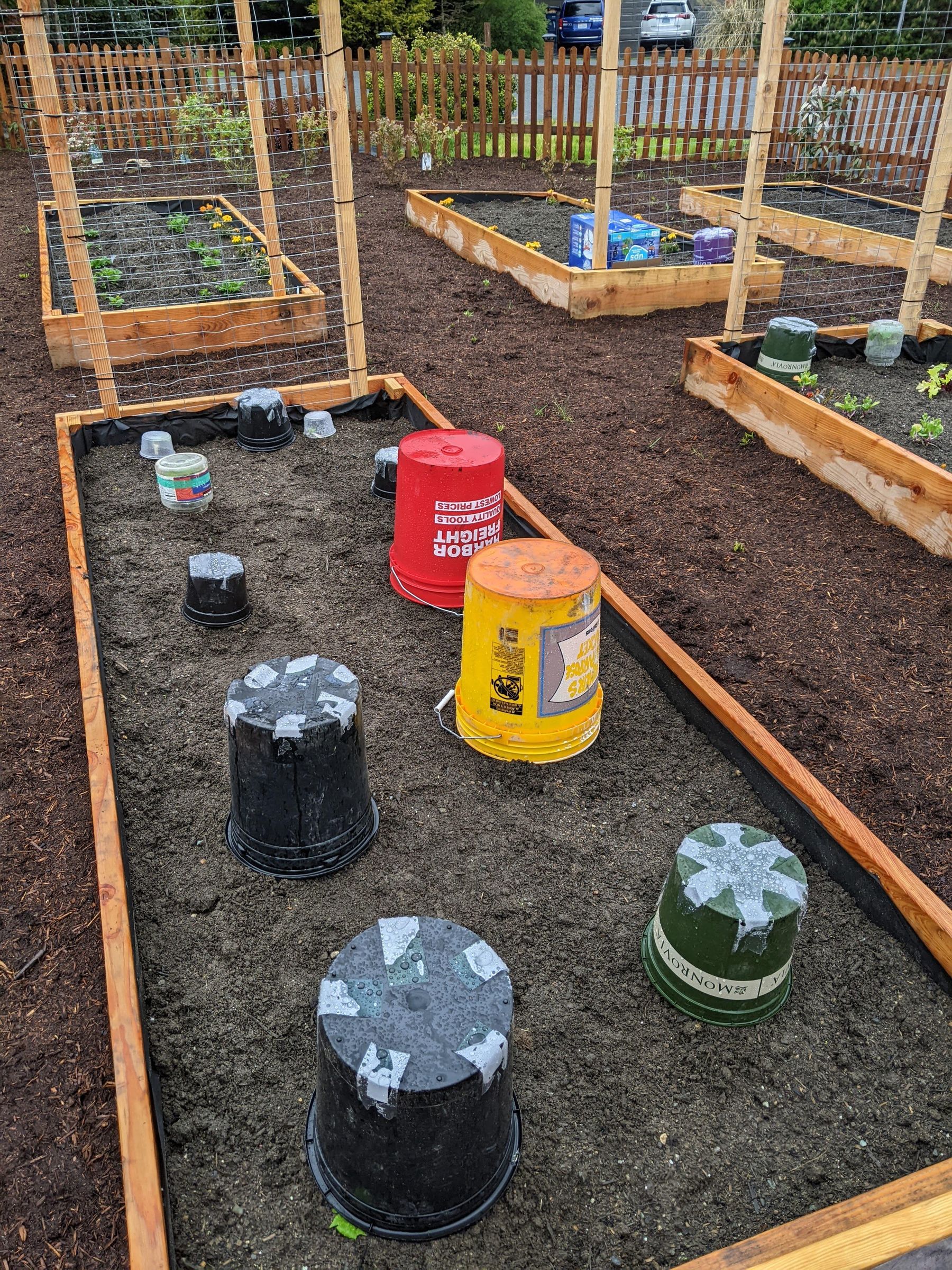 DIY: Transforming My Front Yard From Grass to a Vegetable Garden : 8 ...