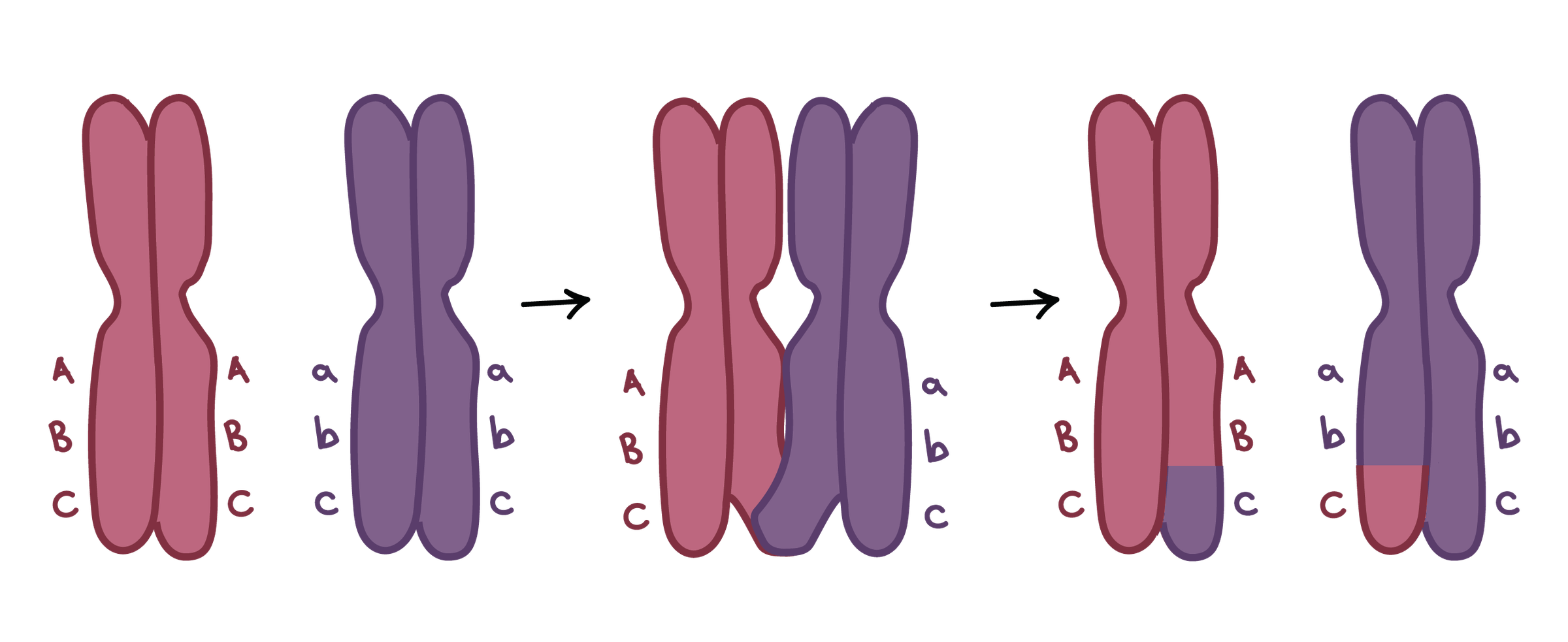 Magnetic 3D-Printed Chromosome Models - Mitosis and Meiosis : 5 Steps ...