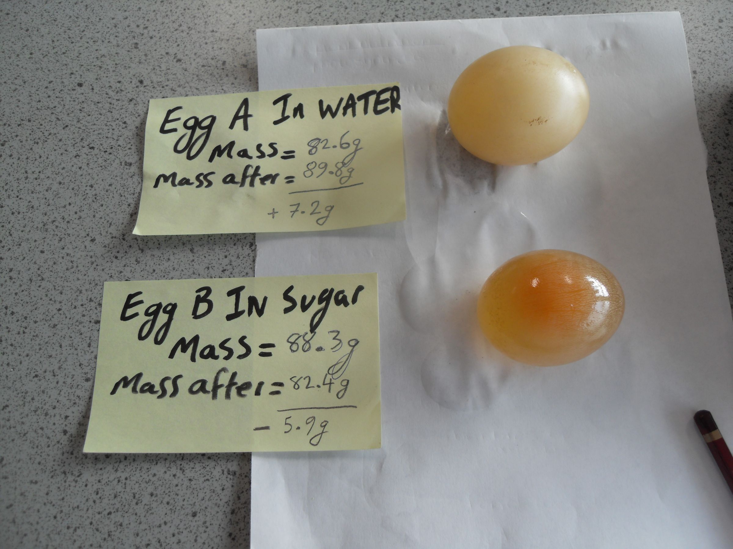 How to Teach Osmosis : 8 Steps (with Pictures) - Instructables