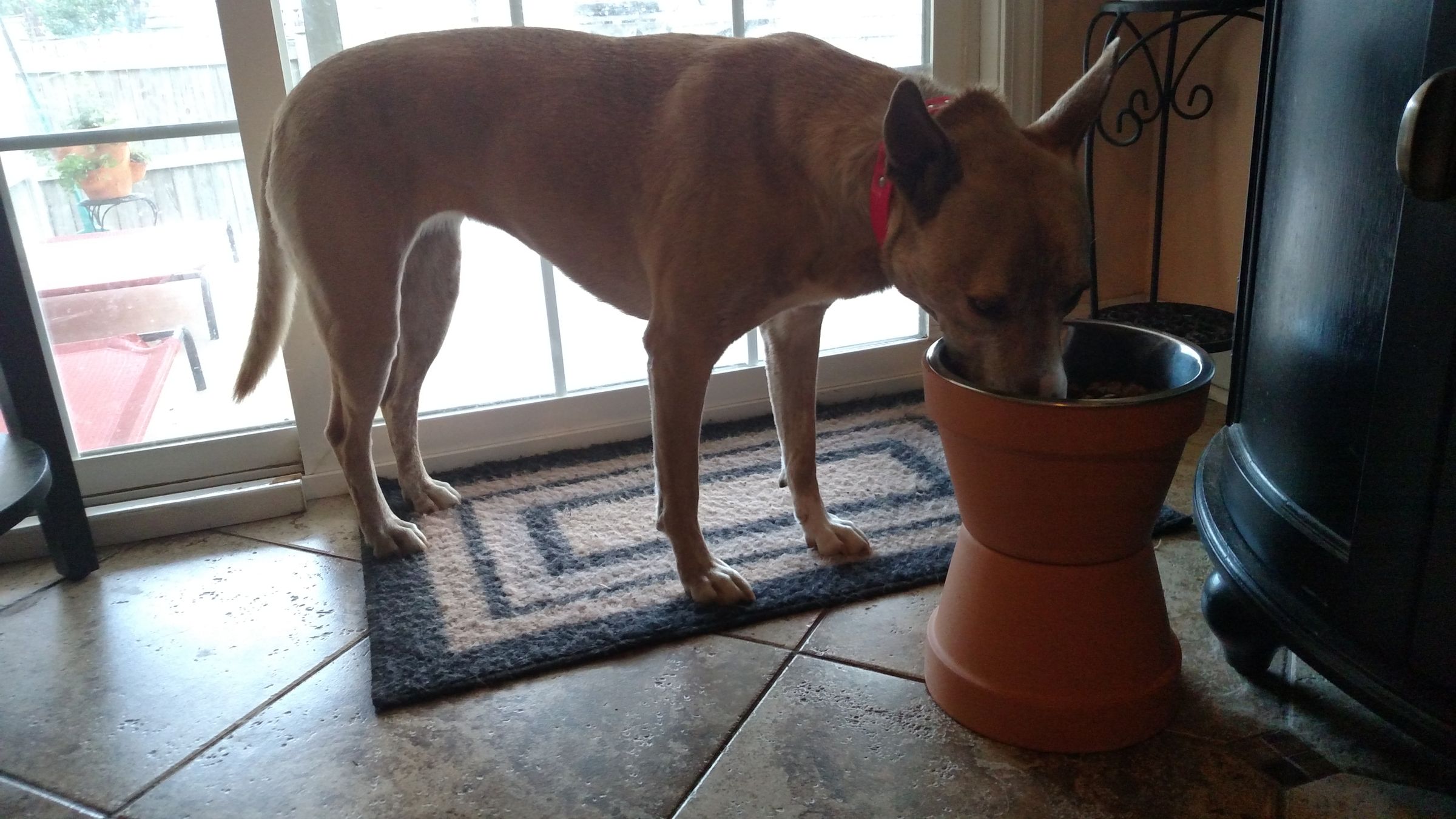 Raised Dog Food Bowls : 7 Steps (with Pictures) - Instructables