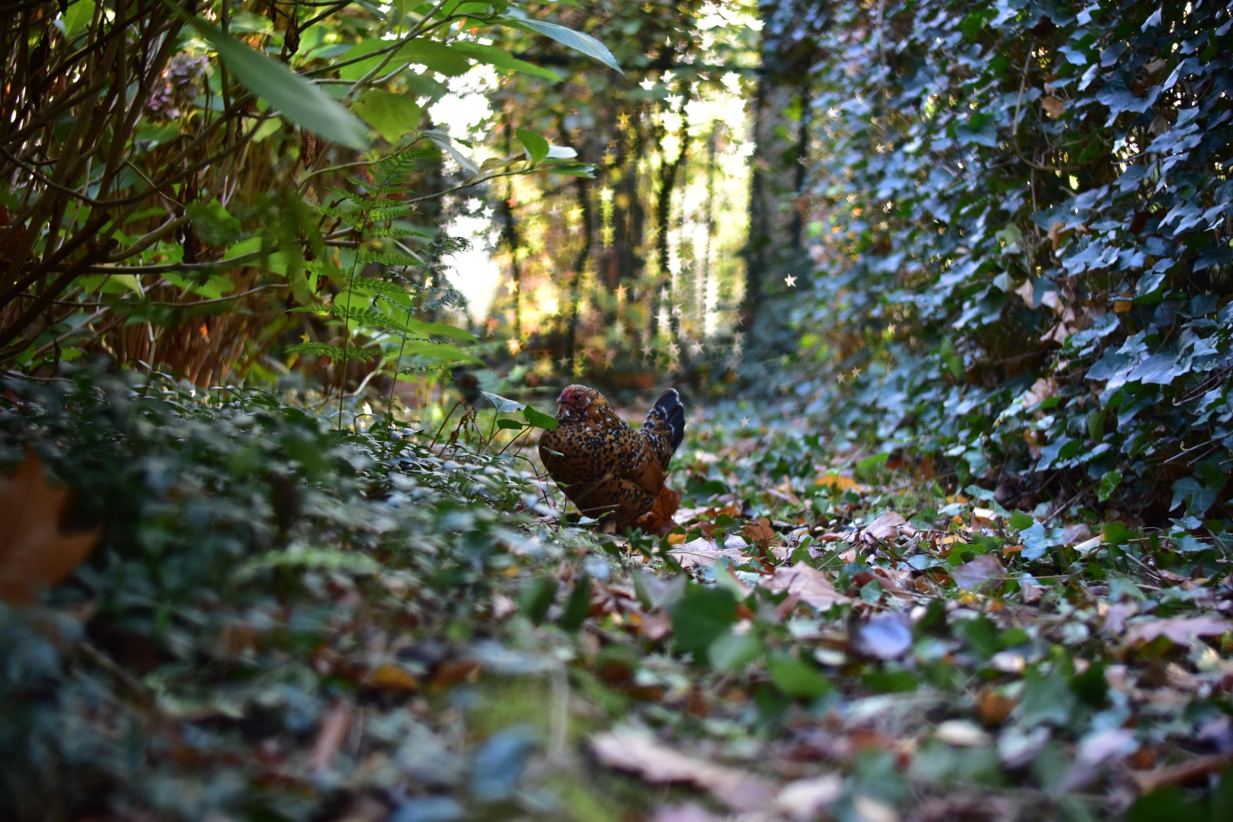 Special Bokeh Filters: Give Your Photo's a Creative Twist! : 4 Steps (with Pictures) - Instructables