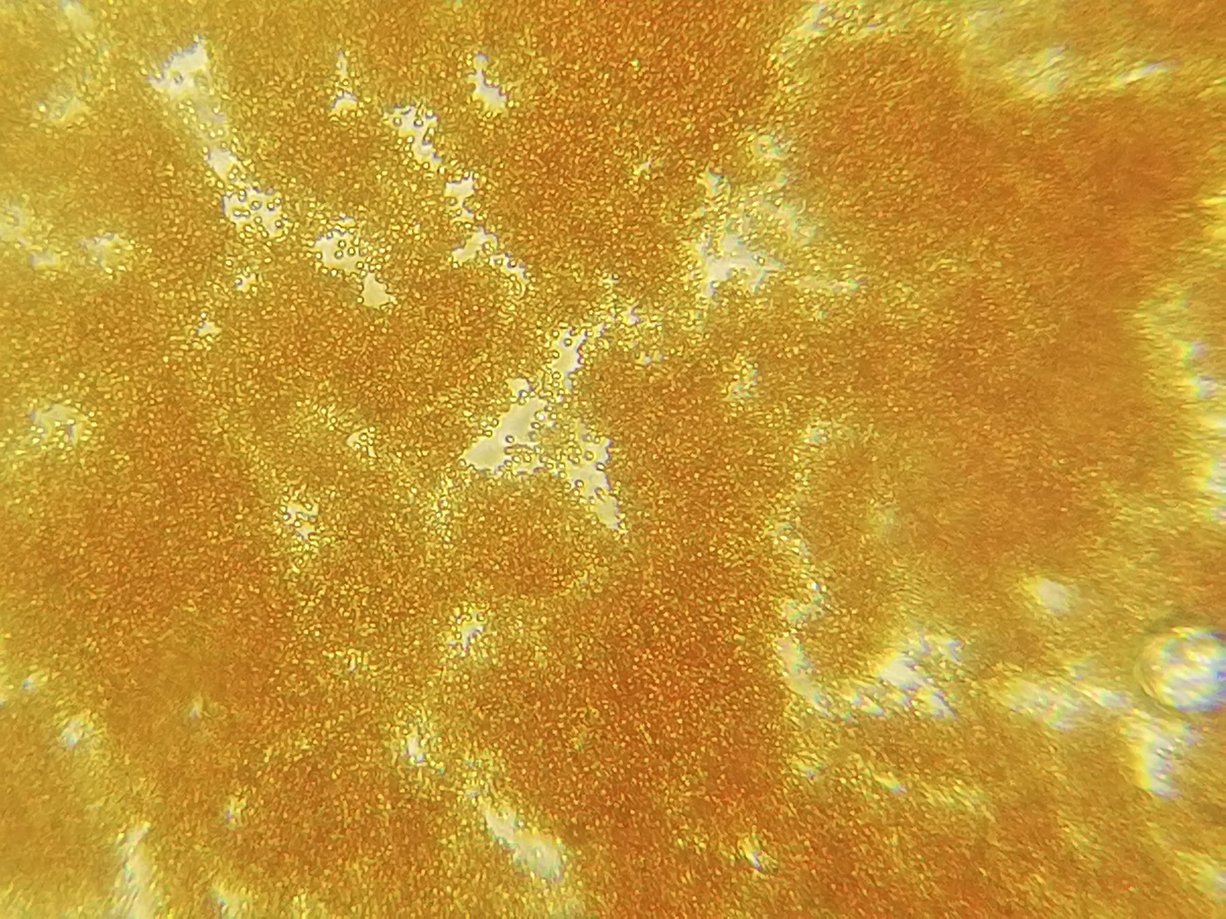 DIY X200 Microscope : 13 Steps (with Pictures) - Instructables