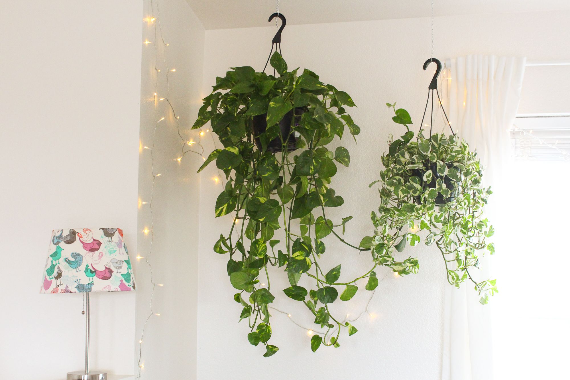 How to Propagate a Pothos Plant : 6 Steps (with Pictures) - Instructables