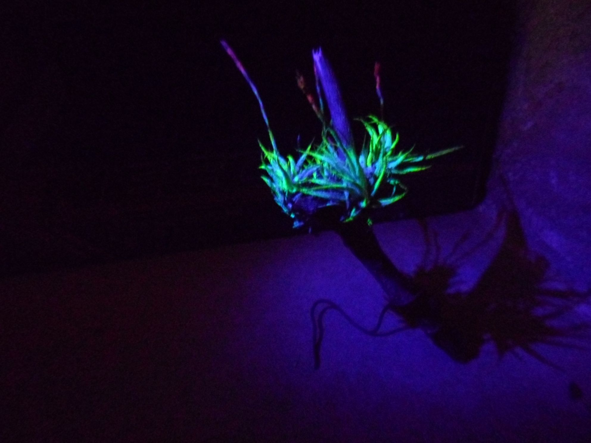 Create Your Own Fluorescent Plant : 7 Steps - Instructables