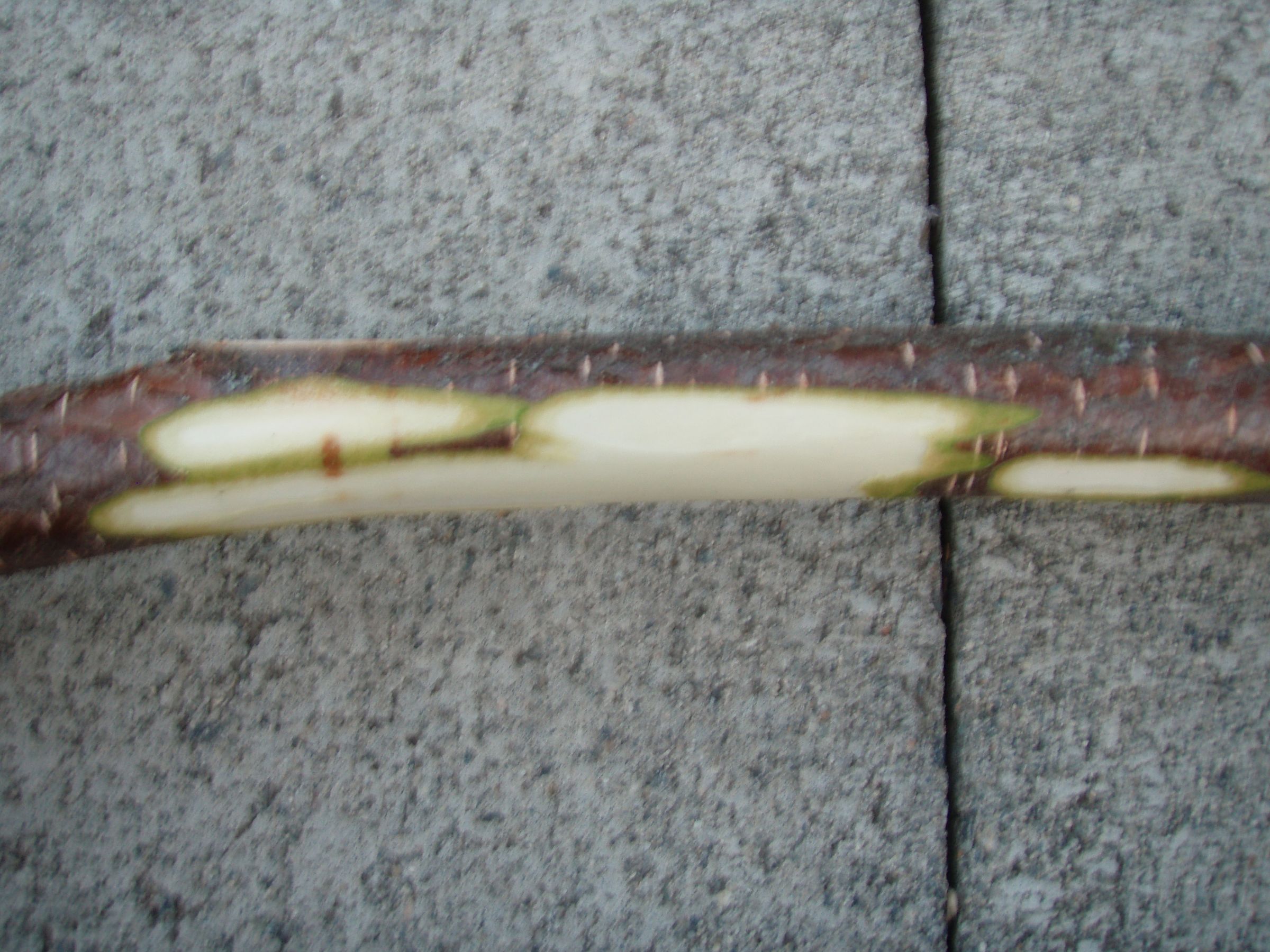 Carve a Staff / Walking Stick : 16 Steps (with Pictures) - Instructables