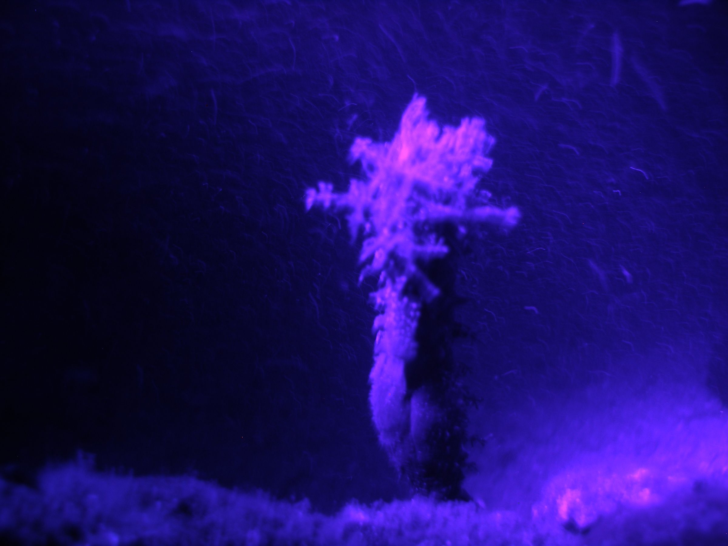 UV Light Photography : 6 Steps (with Pictures) - Instructables