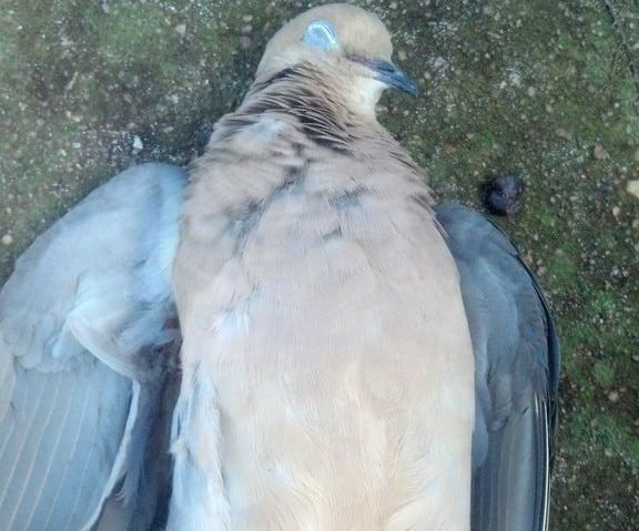How to Clean a Dove : 3 Steps - Instructables
