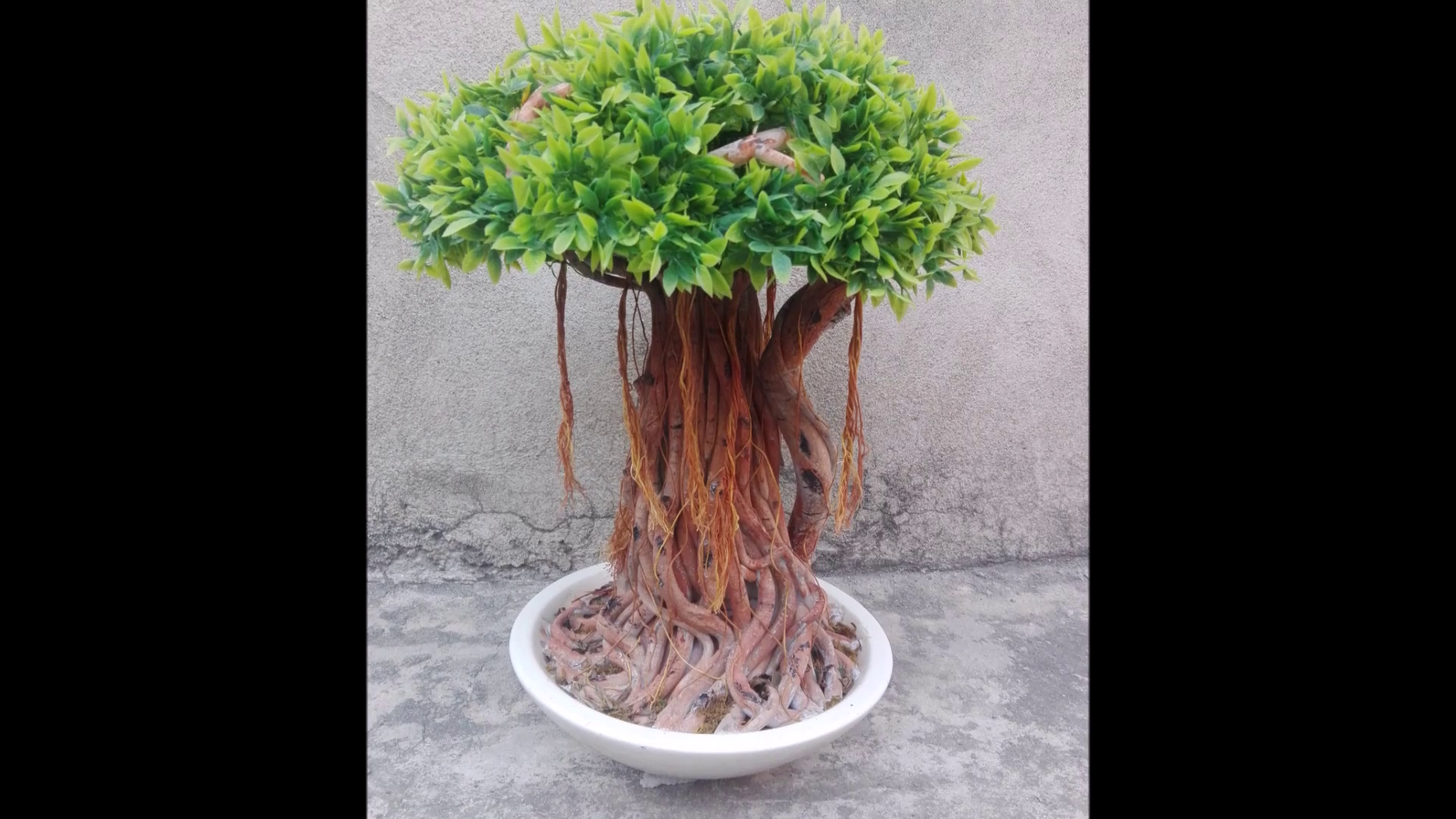 DIY Banyan Tree / Bonsai Tree : 4 Steps (with Pictures) - Instructables