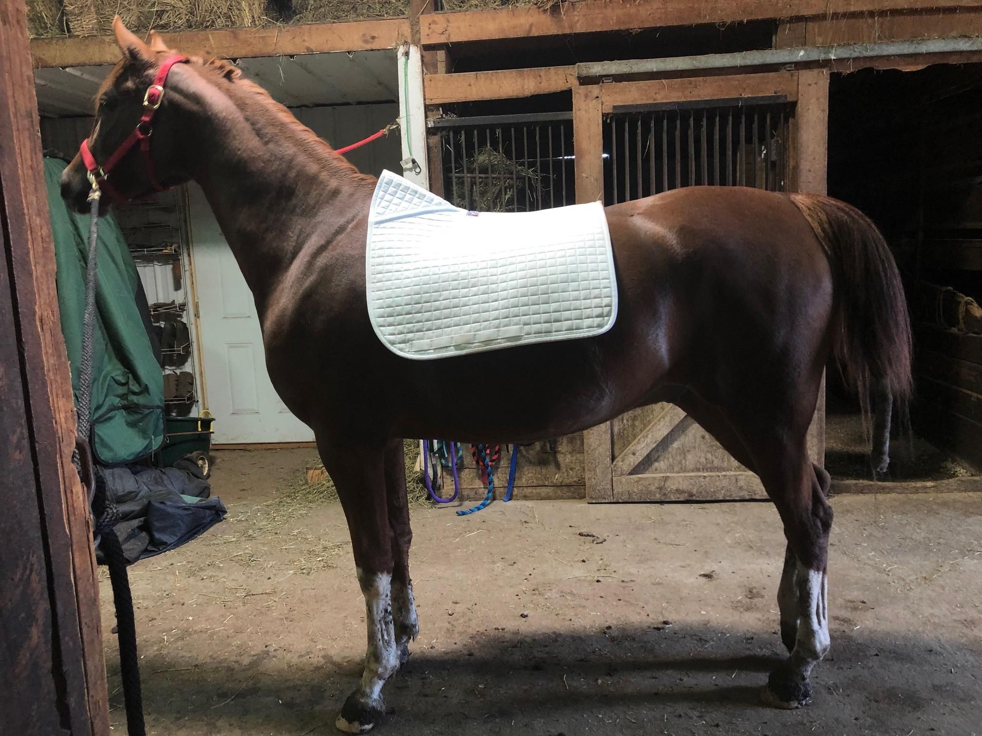 Tacking Up a Dressage Horse : 7 Steps (with Pictures) - Instructables