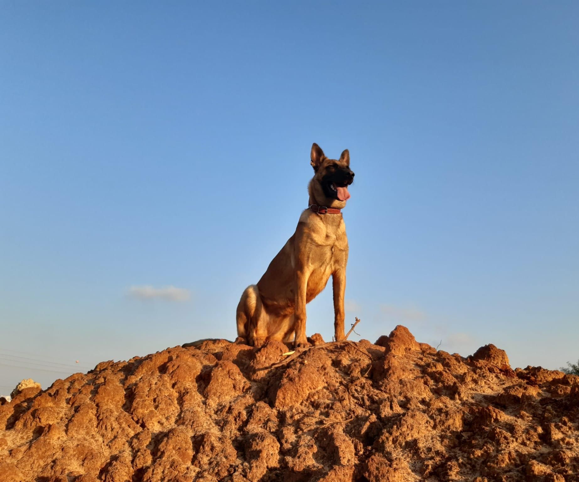 How to Raise a Dog : 5 Steps - Instructables