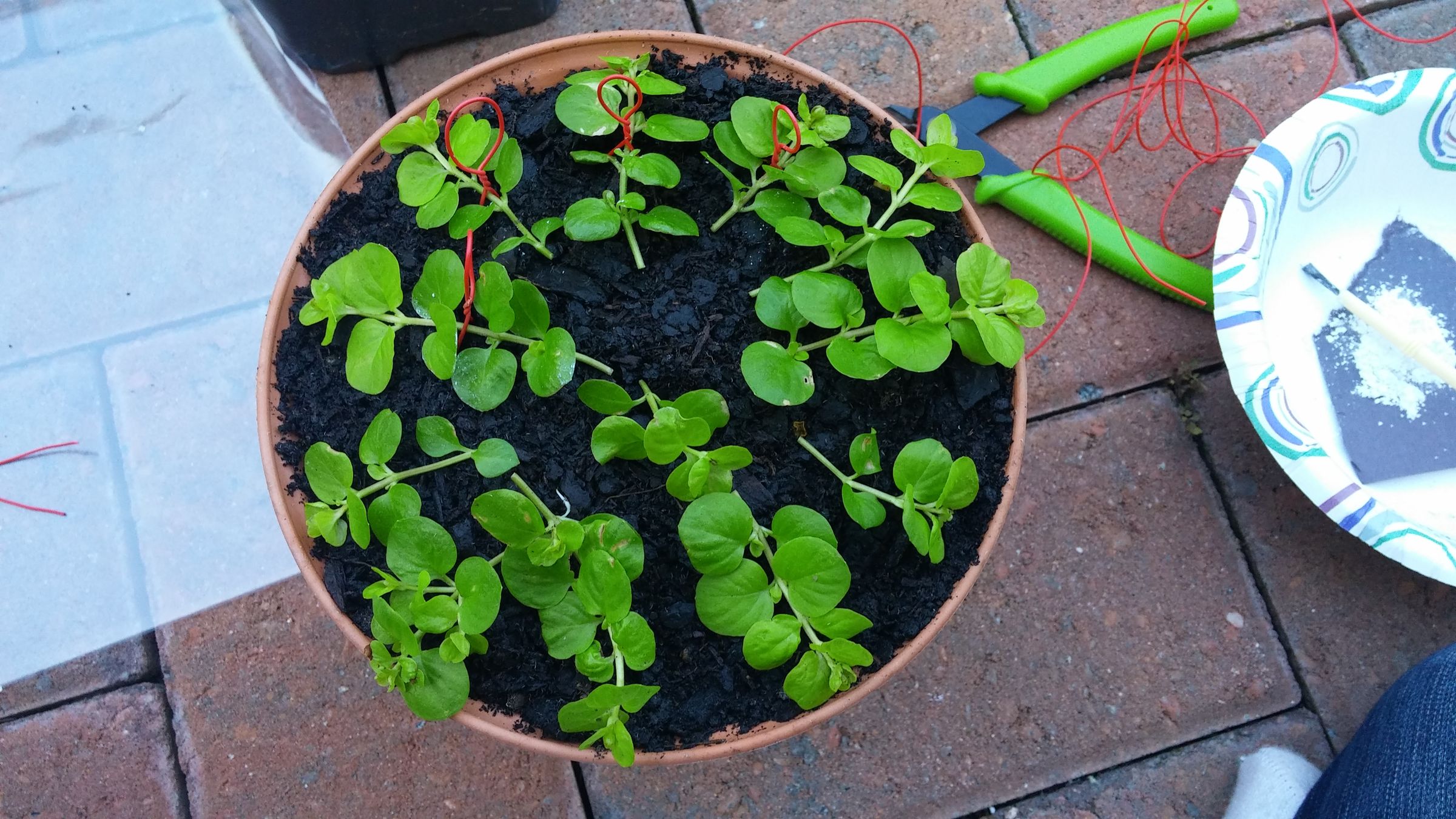 Rooting/Propagating Sprawl-y Plants : 8 Steps (with Pictures ...