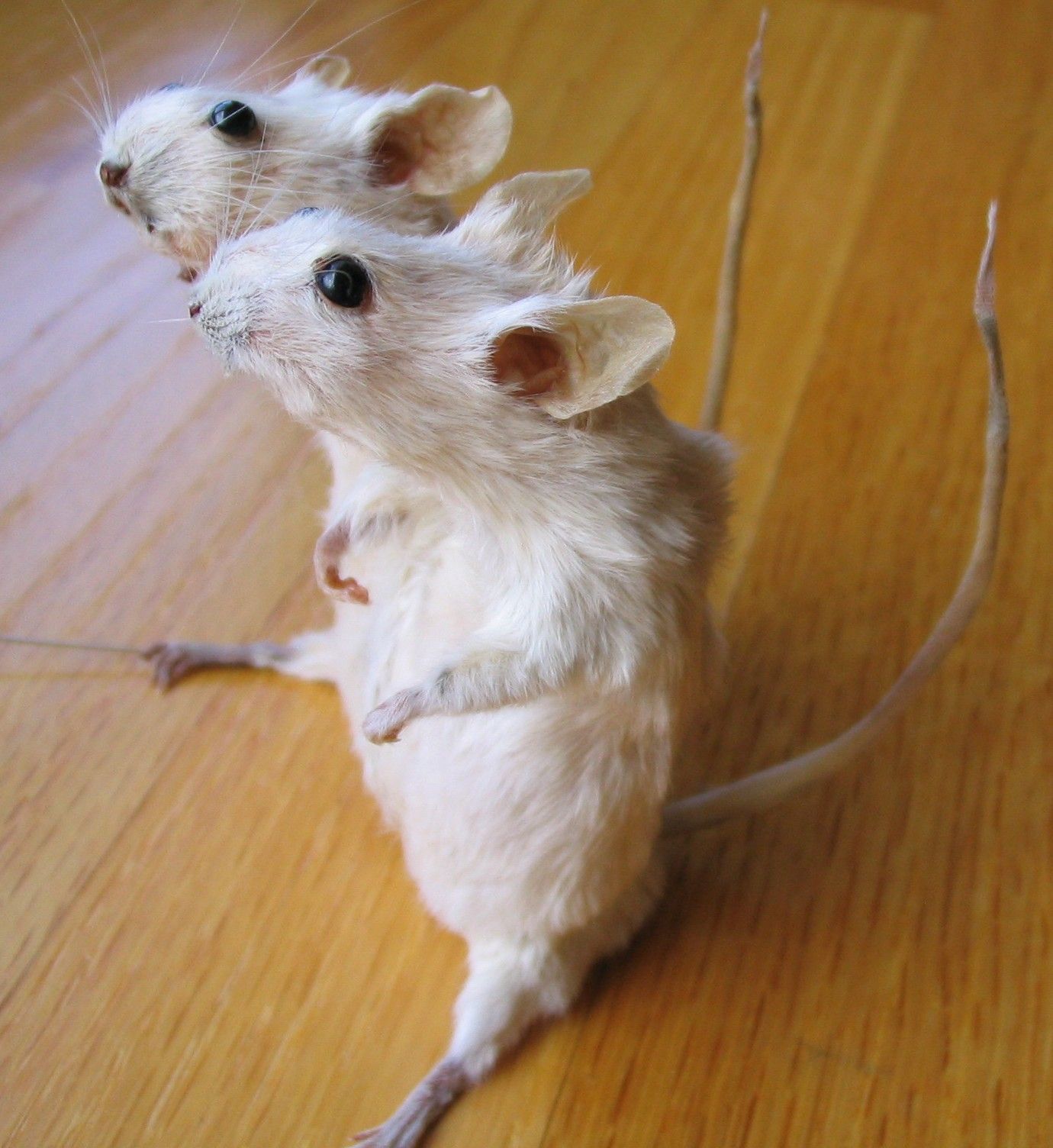 Conjoined Twin Mice : 4 Steps (with Pictures) - Instructables