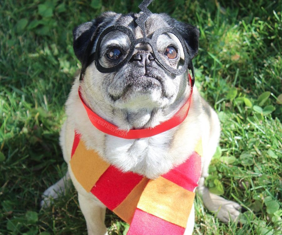 Harry Pawter Pet Costume : 6 Steps (with Pictures) - Instructables