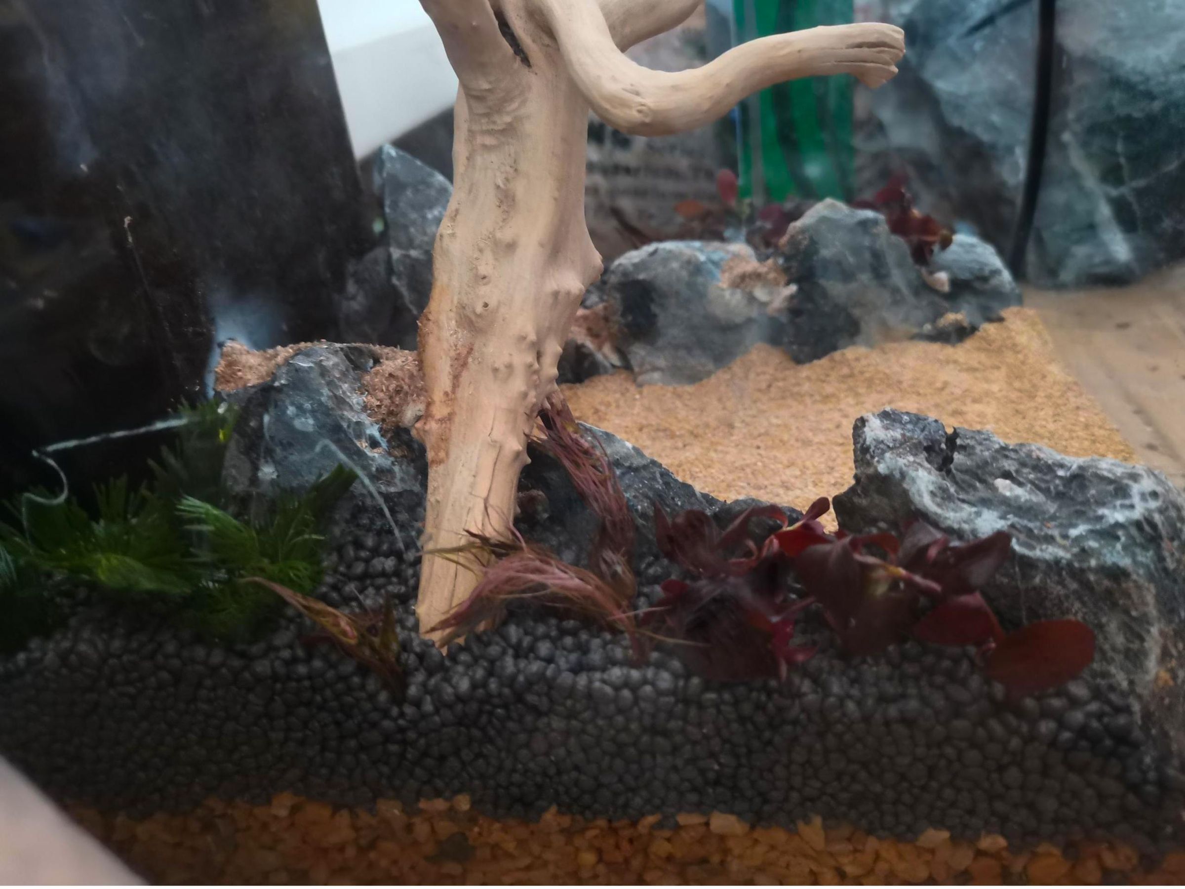 Make a Small Aquascape Within 2 Hours : 7 Steps - Instructables