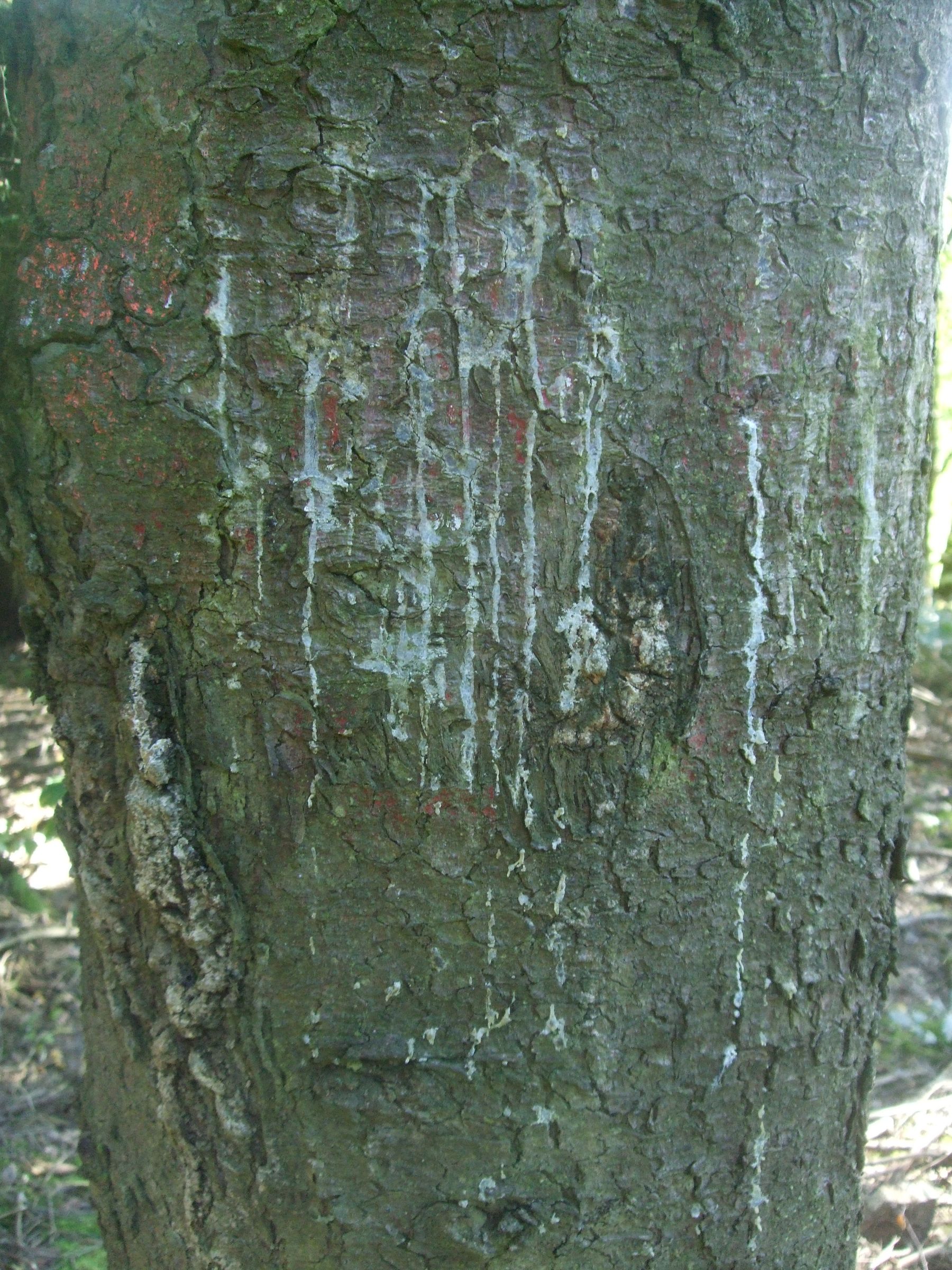 How to Resinate (clean Tree Resin) : 11 Steps - Instructables