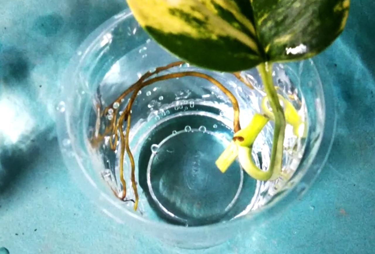 Grow Money Plant in Water From Cuttings : 13 Steps (with Pictures ...