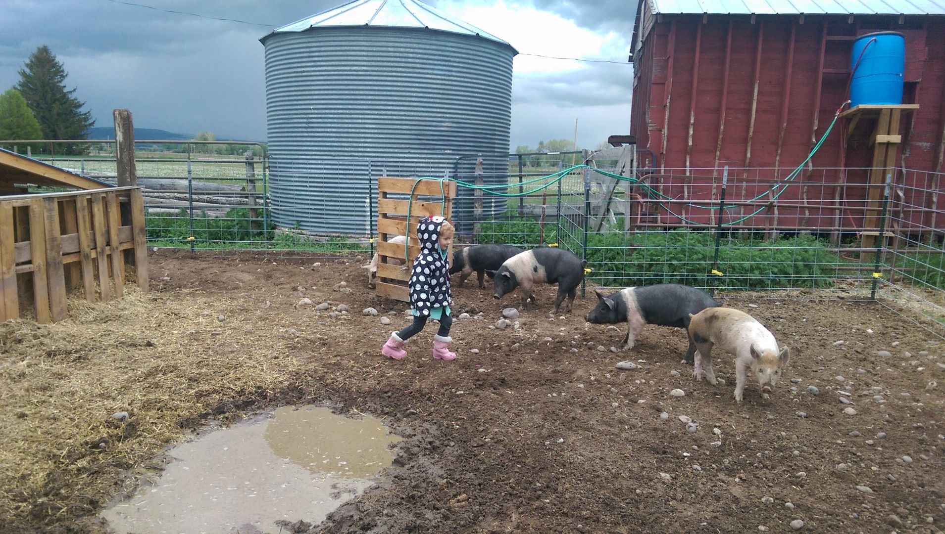 Raising Bacon - Before and After : 5 Steps (with Pictures) - Instructables