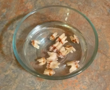 Bleaching/Whitening Deer Bones and Teeth : 5 Steps - Instructables