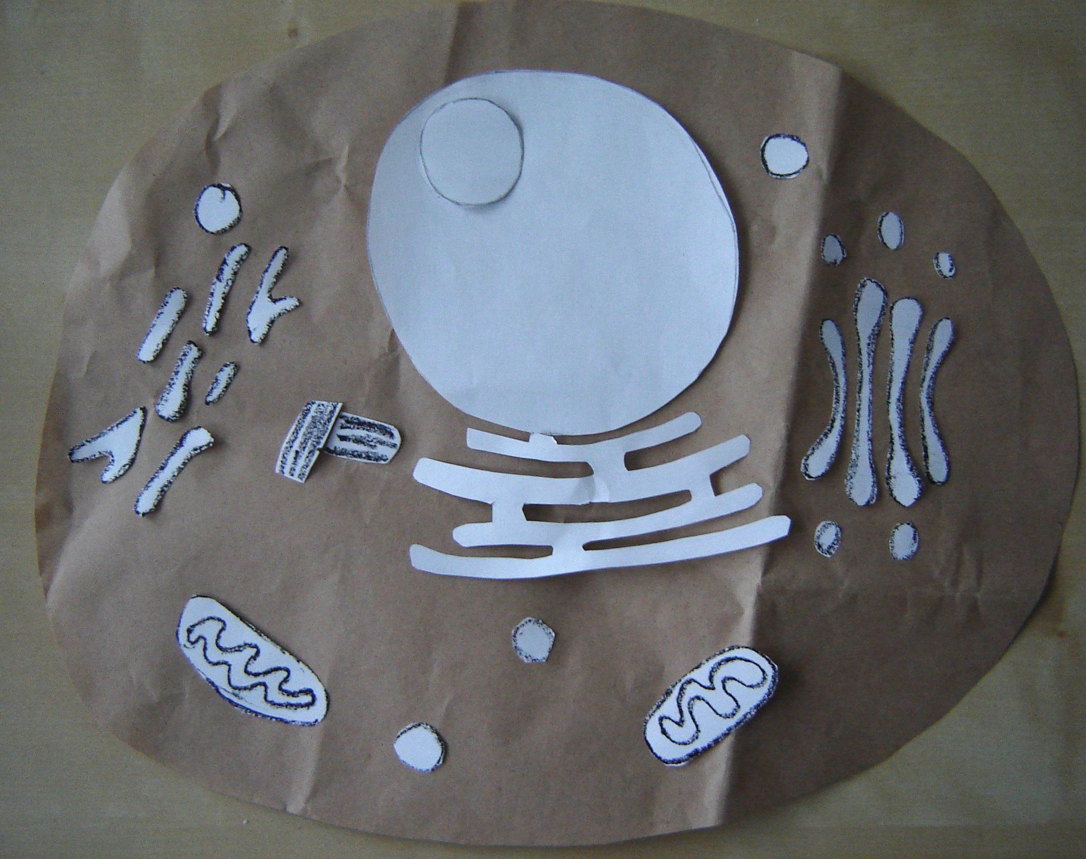 Plush Cell Model : 13 Steps (with Pictures) - Instructables