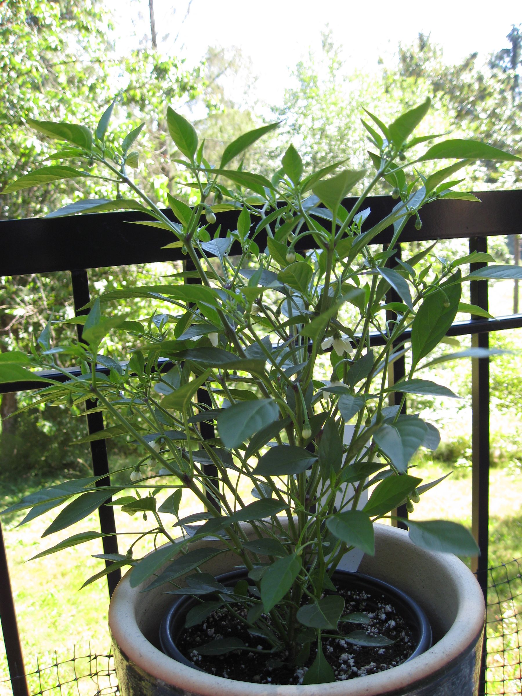 Preserve Patio Peppers by Pickling : 3 Steps - Instructables