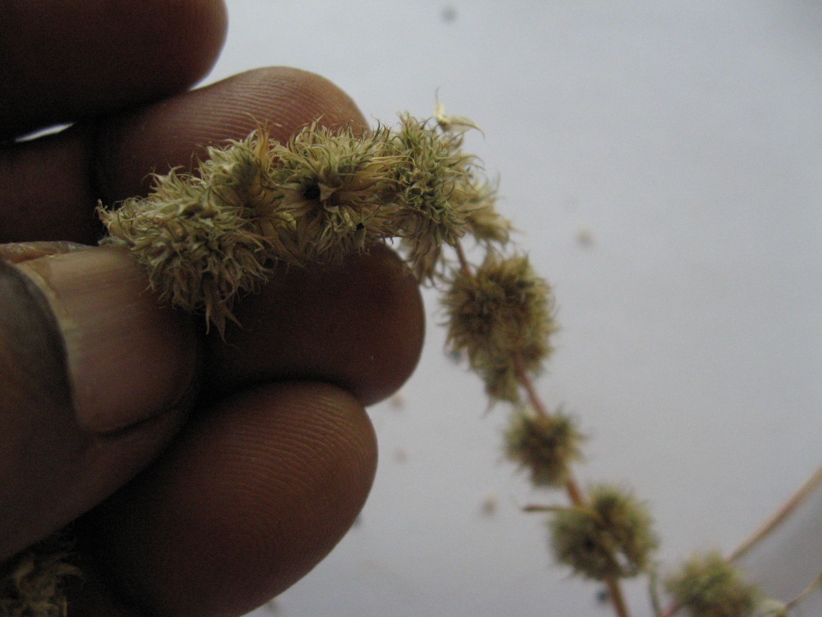 How to Grow Amaranth From Stems and Collect Seeds : 5 Steps (with ...