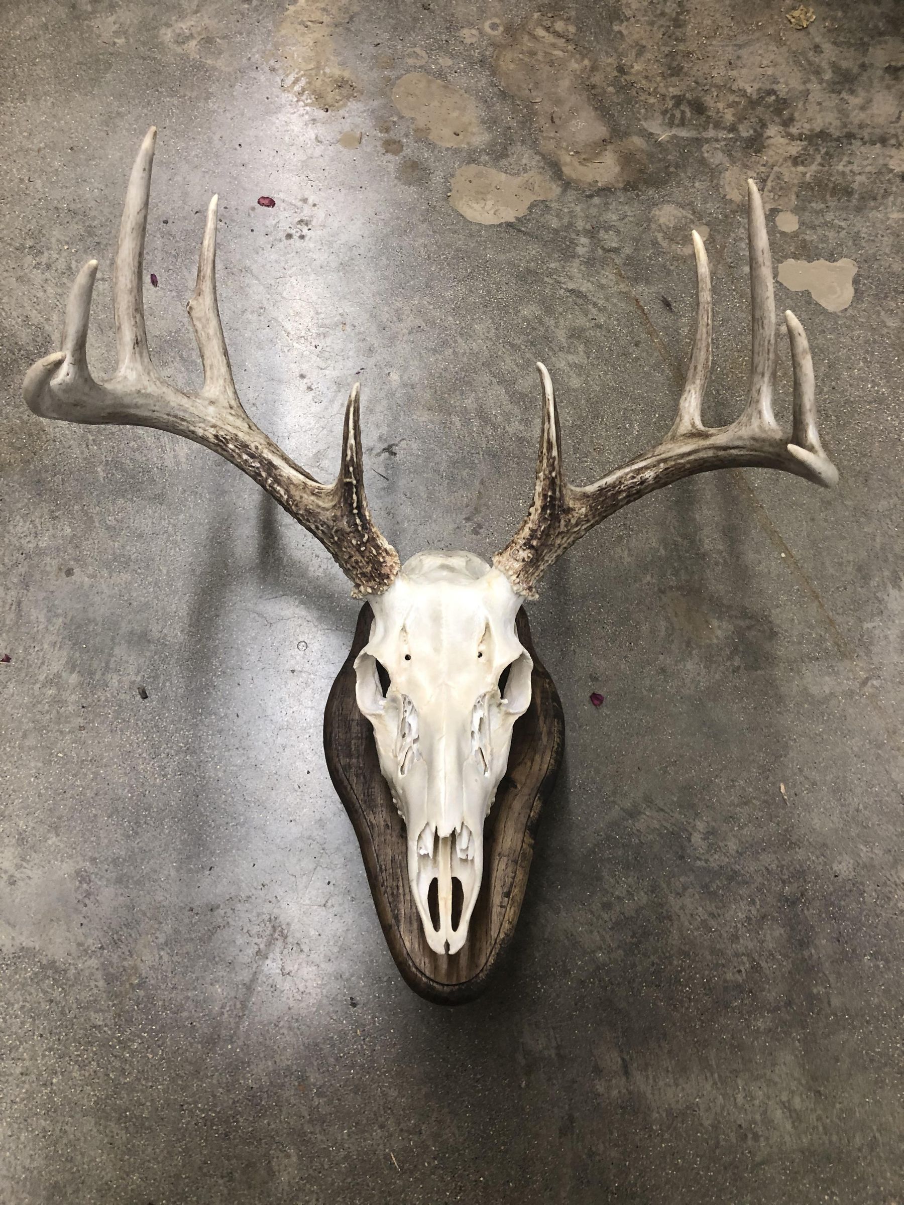 How to Build a European Mount Plaque : 6 Steps - Instructables