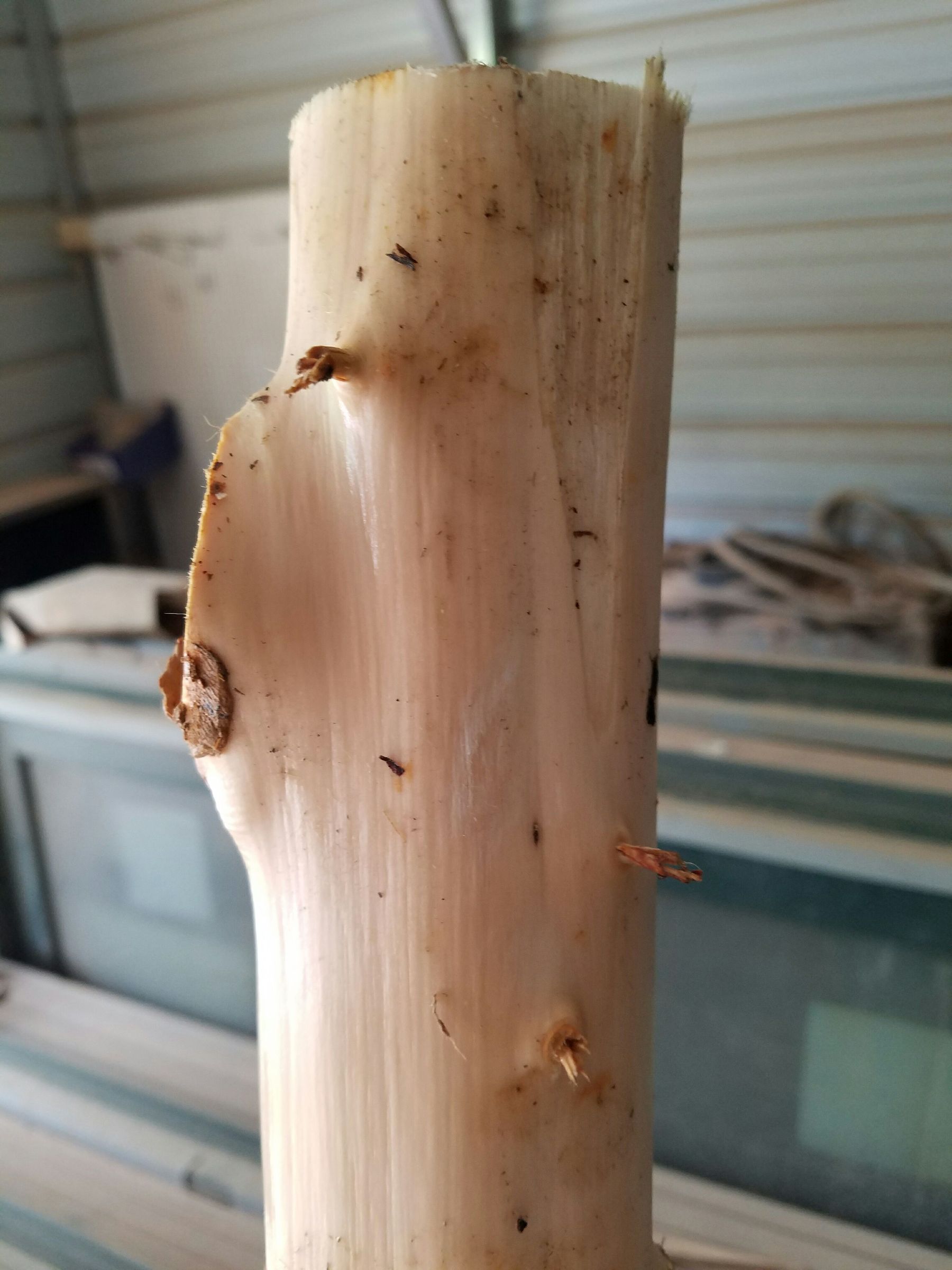 Turning Cedar Trees Into Walking Sticks : 12 Steps (with Pictures ...