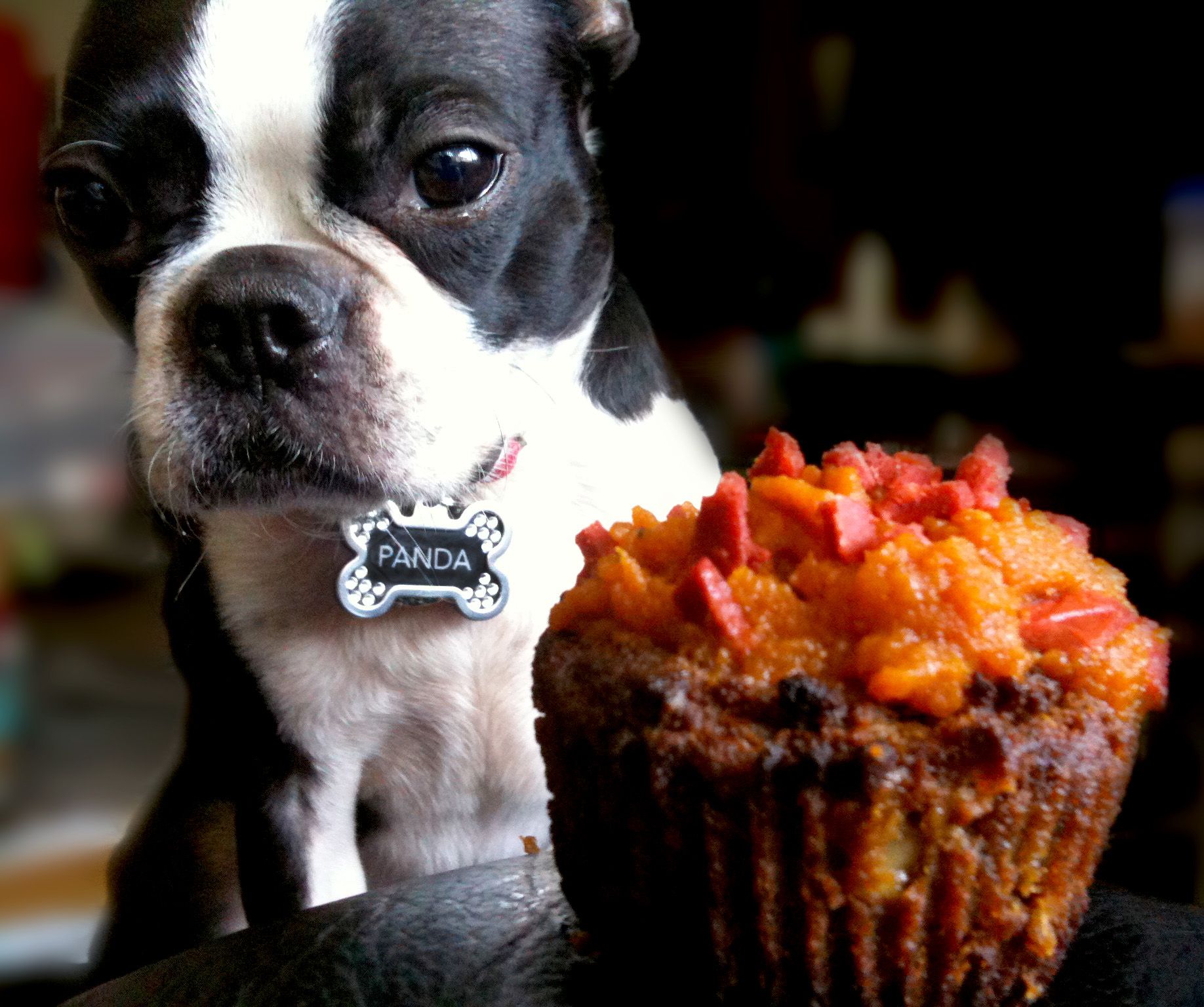 PupCakes! : 4 Steps (with Pictures) - Instructables