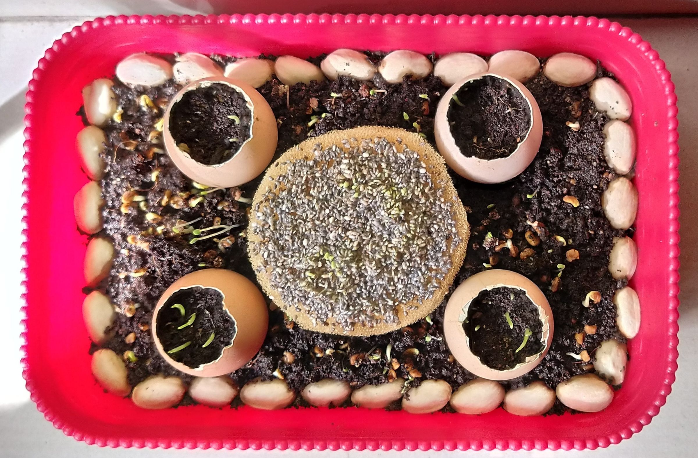 Micro Greens - Perfect for Indoors : 22 Steps (with Pictures ...