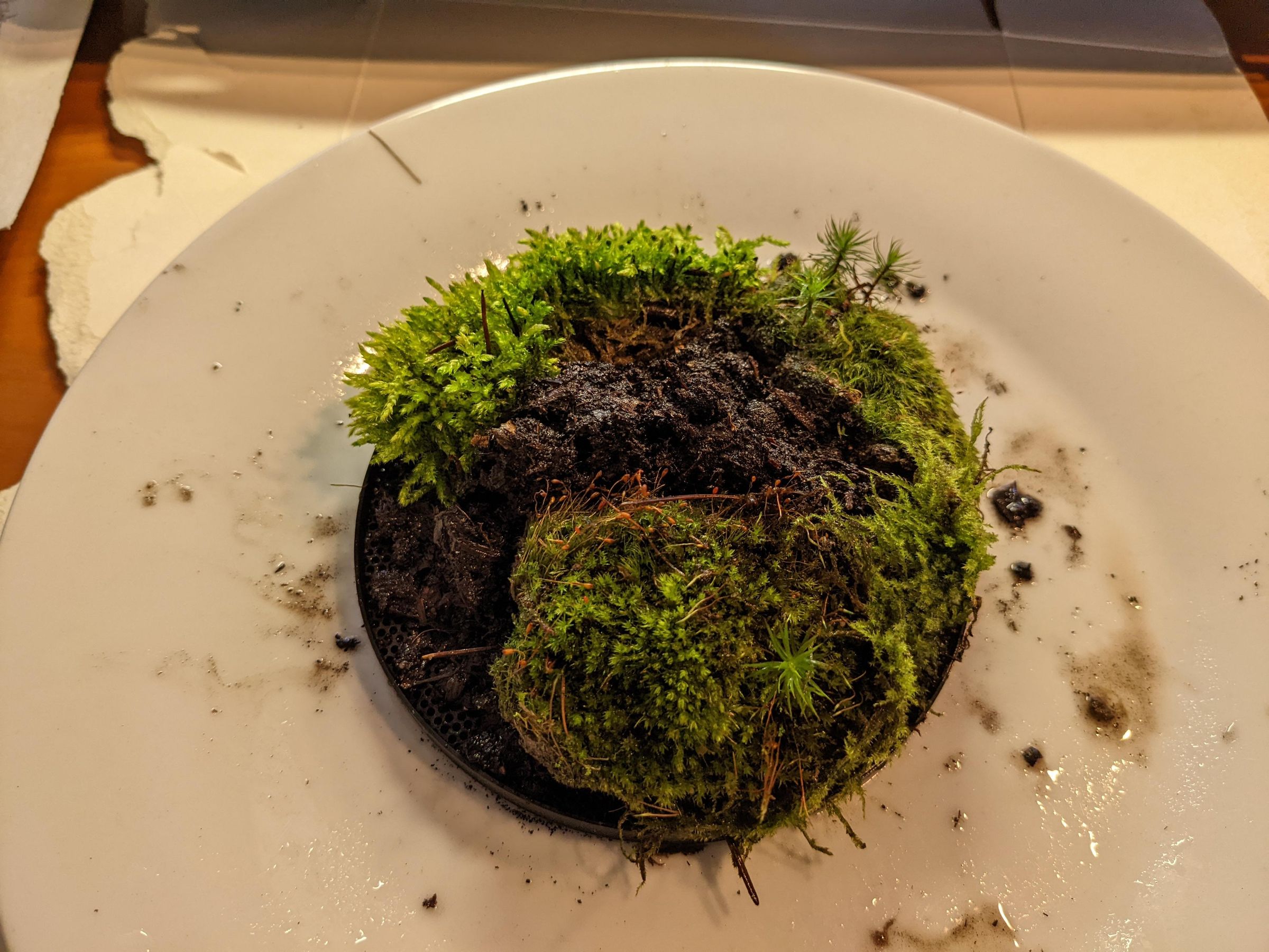 The Legend of Zelda - Moss Terrarium Using IKEA Glass Dome : 16 Steps ...