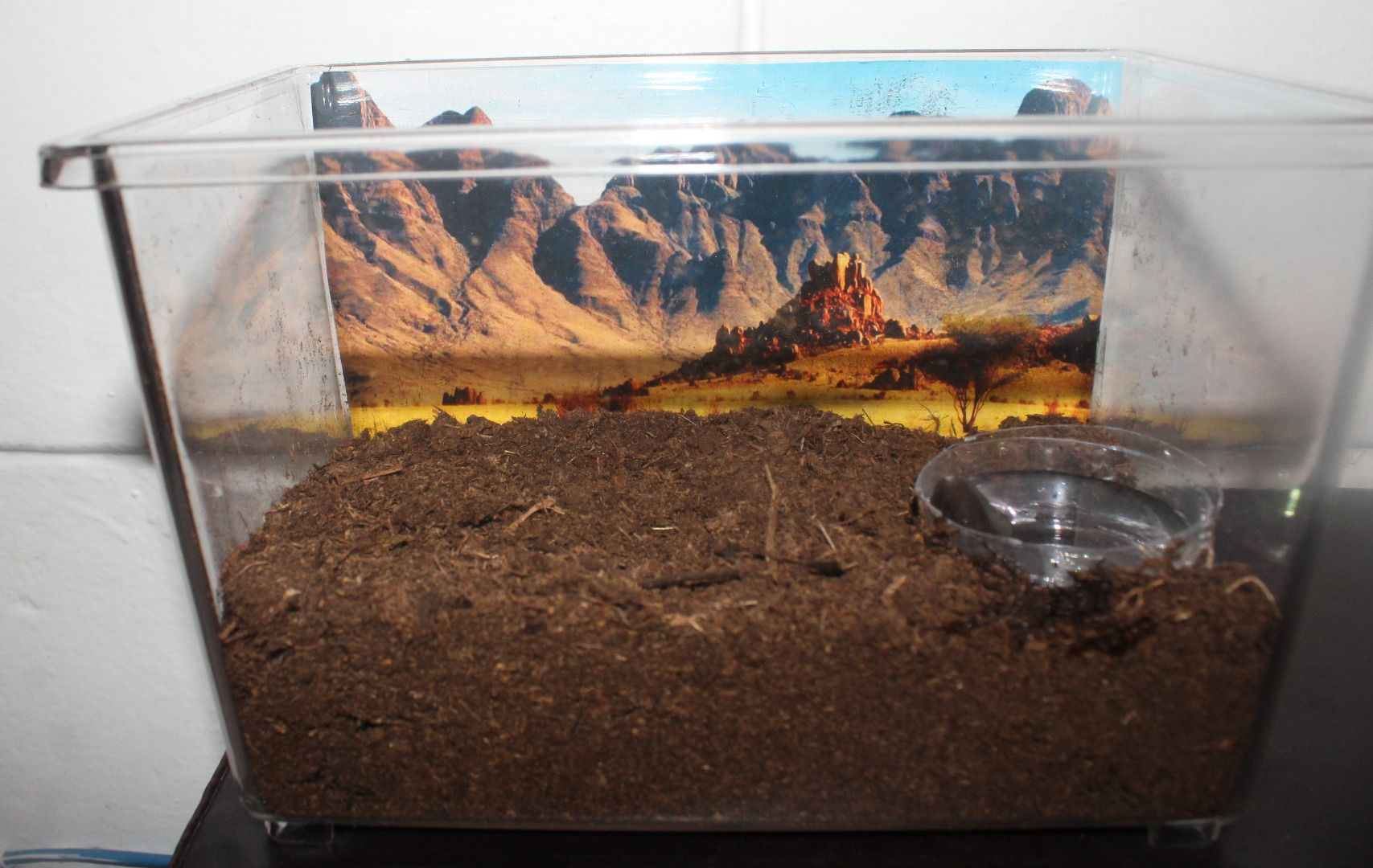 Tarantula Terrarium : 5 Steps - Instructables