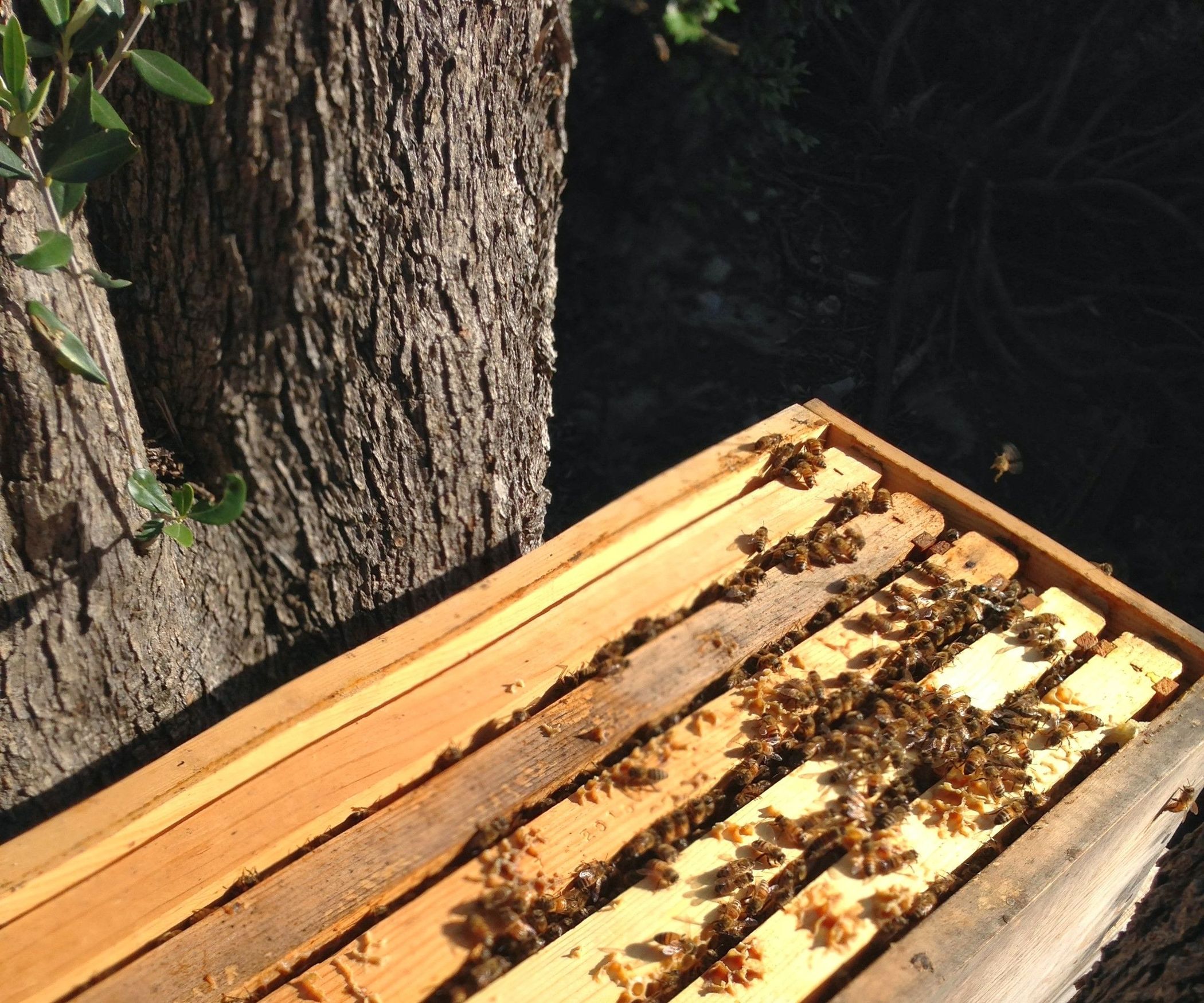 How to Make a Nucleus Honeybee Colony (and Prevent Established Hives ...
