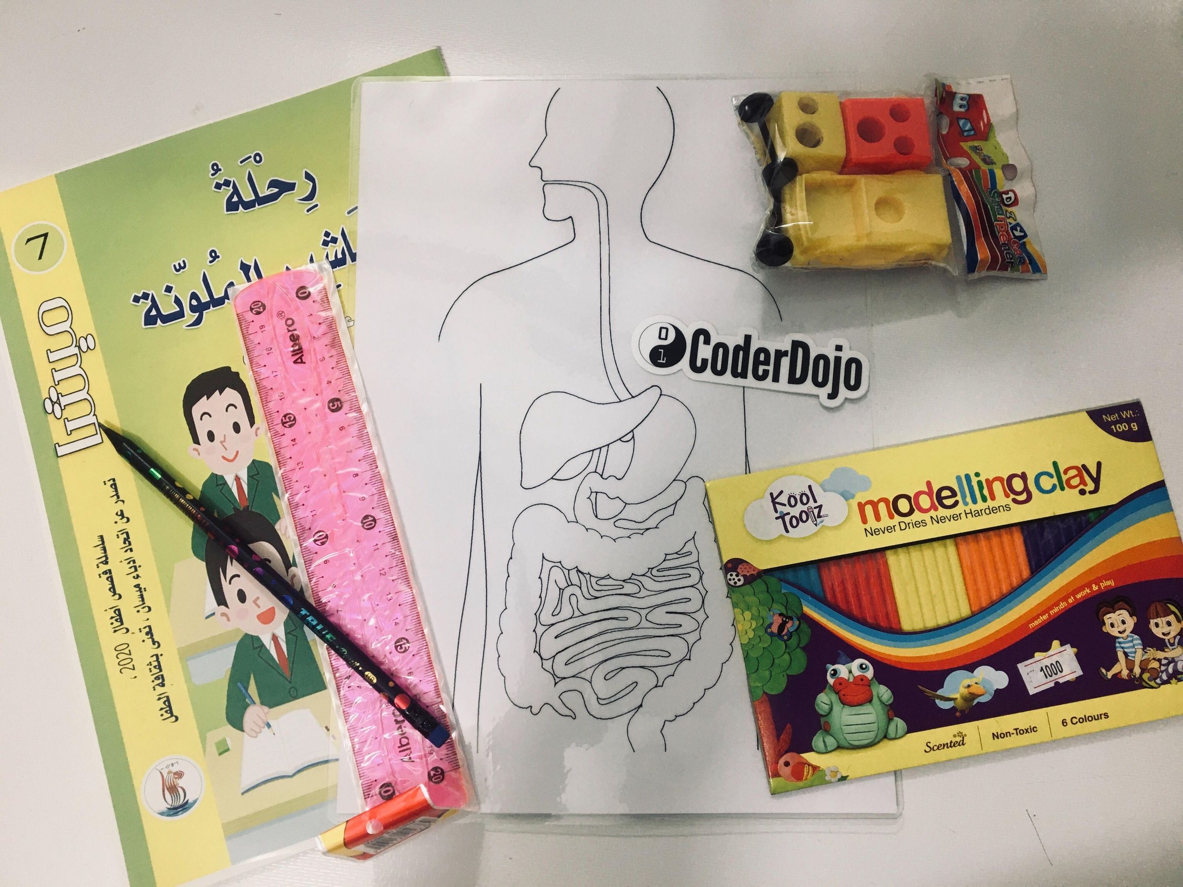 Digestive System Clay Model