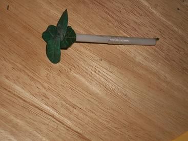 Run-away Four-leaf Clover Prank - Ridiculously Funny! : 6 Steps ...