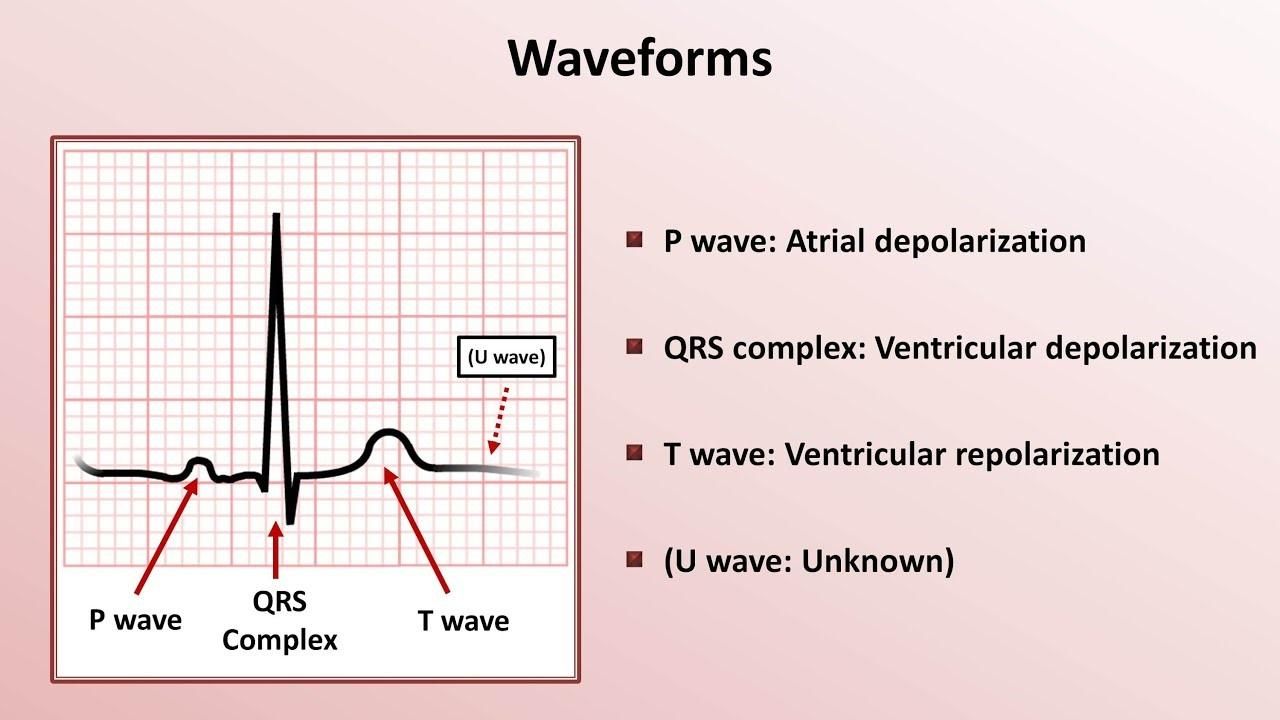 Simulated ECG Circuit : 7 Steps - Instructables