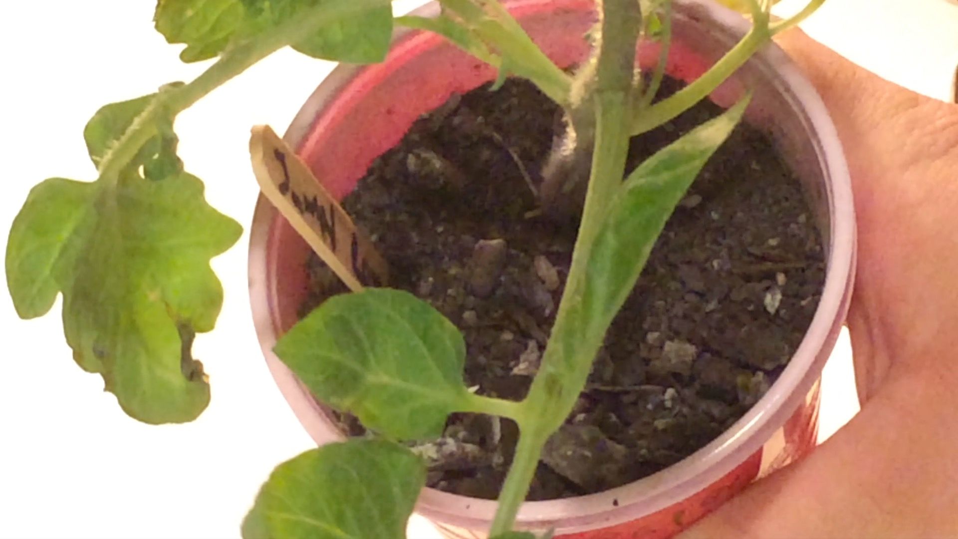 Transform Ordinary Solo Cups Into a Hybrid Hydroponic/Soil Plant ...
