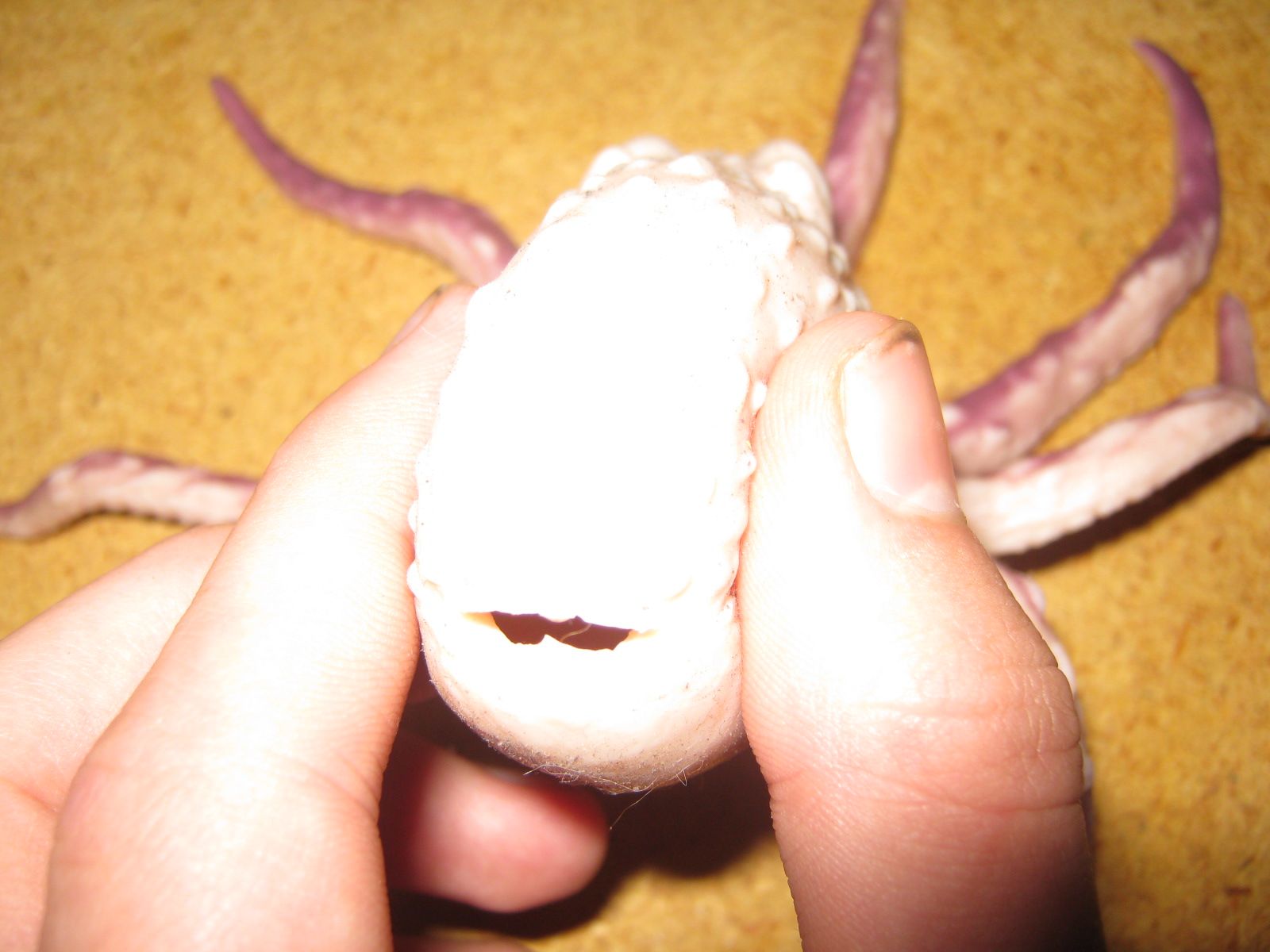 Octopus USB : 4 Steps - Instructables