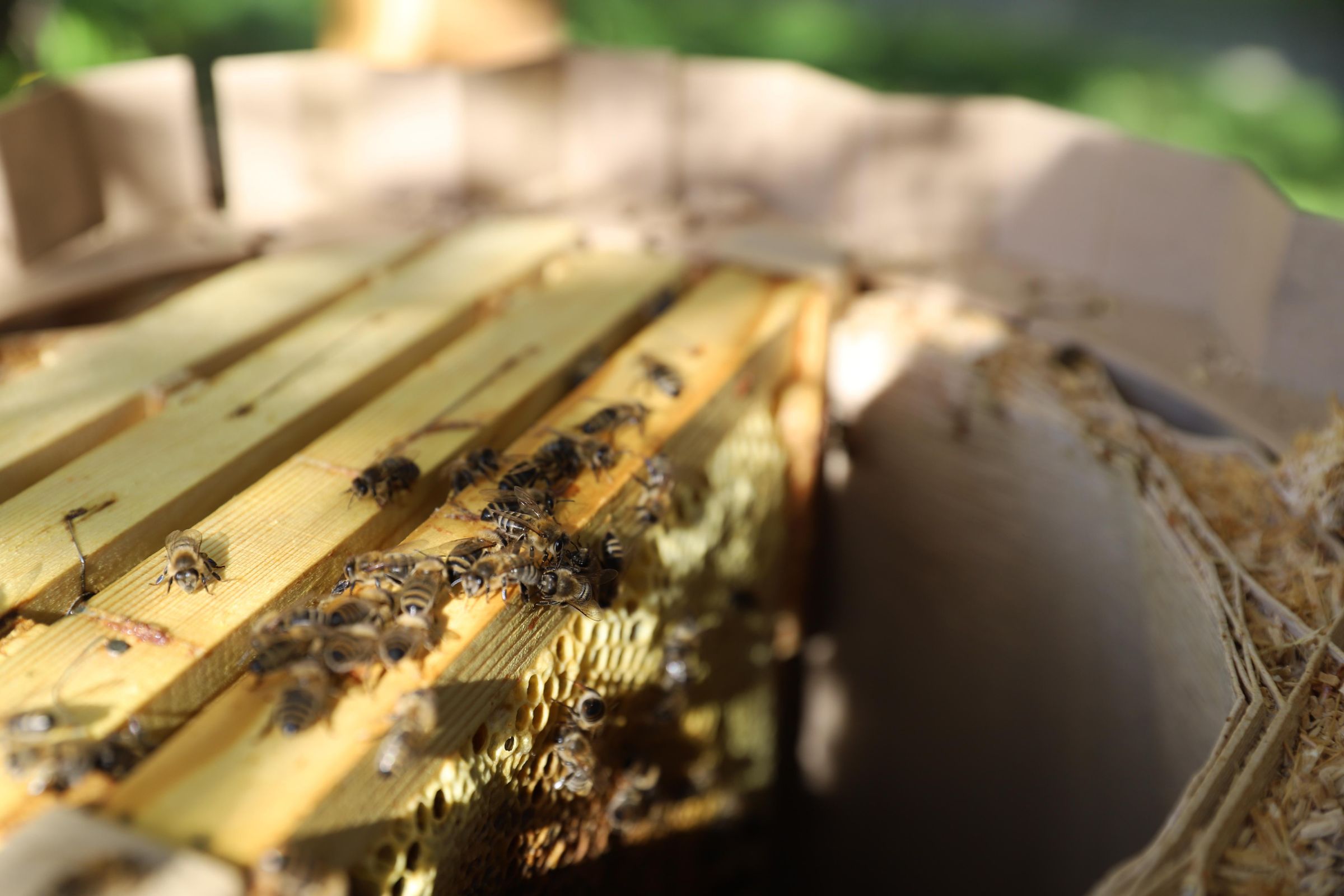 3D Printed and Mycelium Grown Beehives : 9 Steps (with Pictures ...