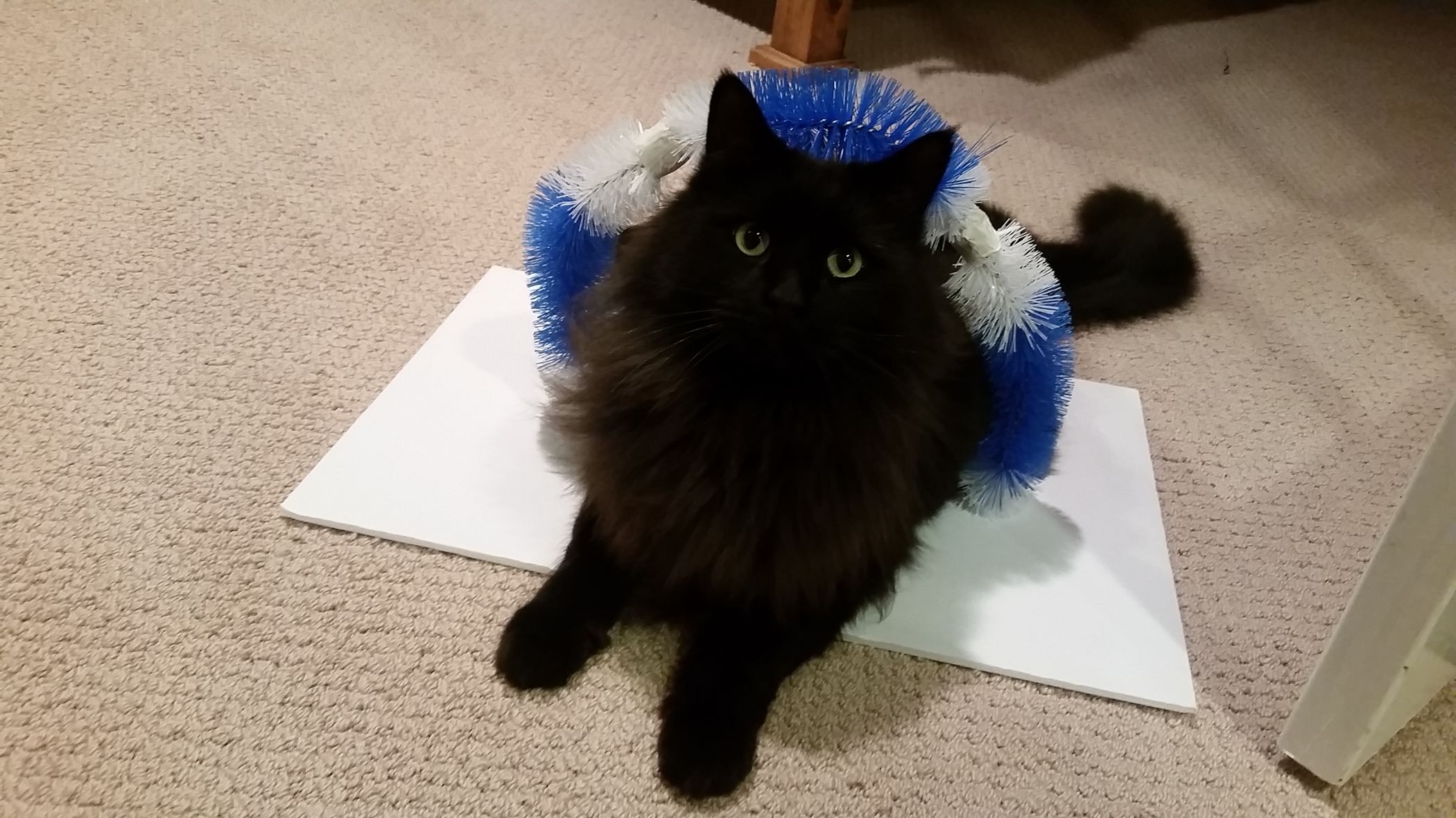 Hands Free Cat Scratcher : 5 Steps (with Pictures) - Instructables