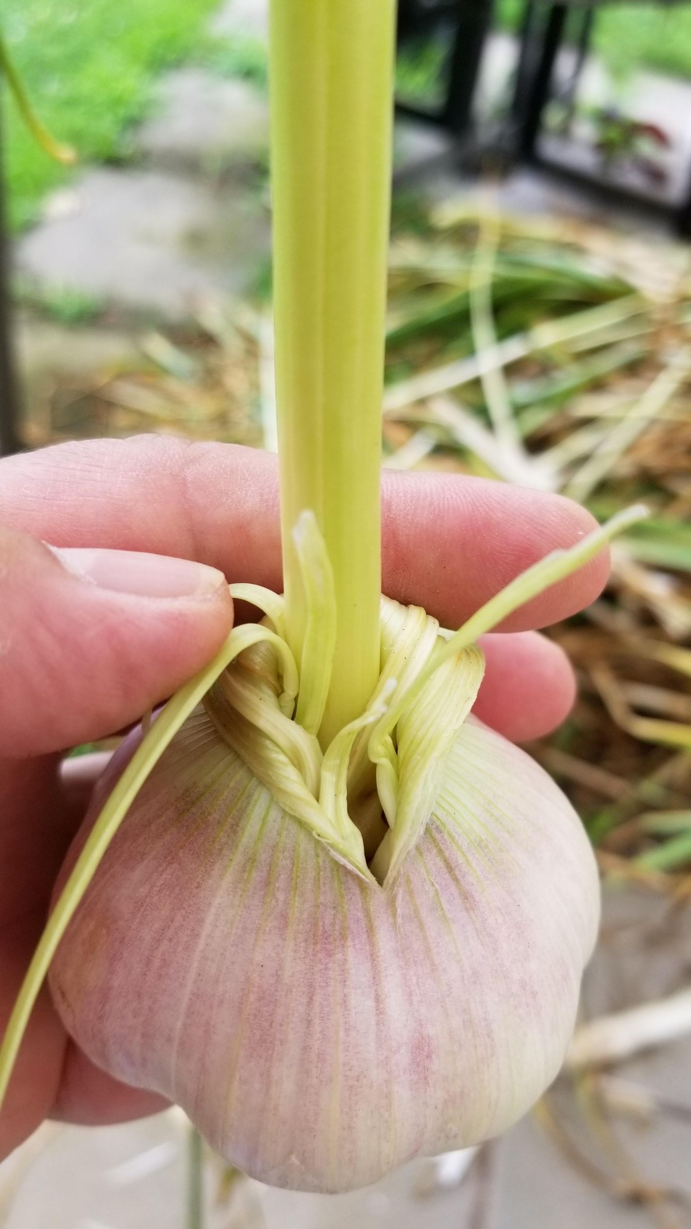 Garlic Gardening : 49 Steps (with Pictures) - Instructables